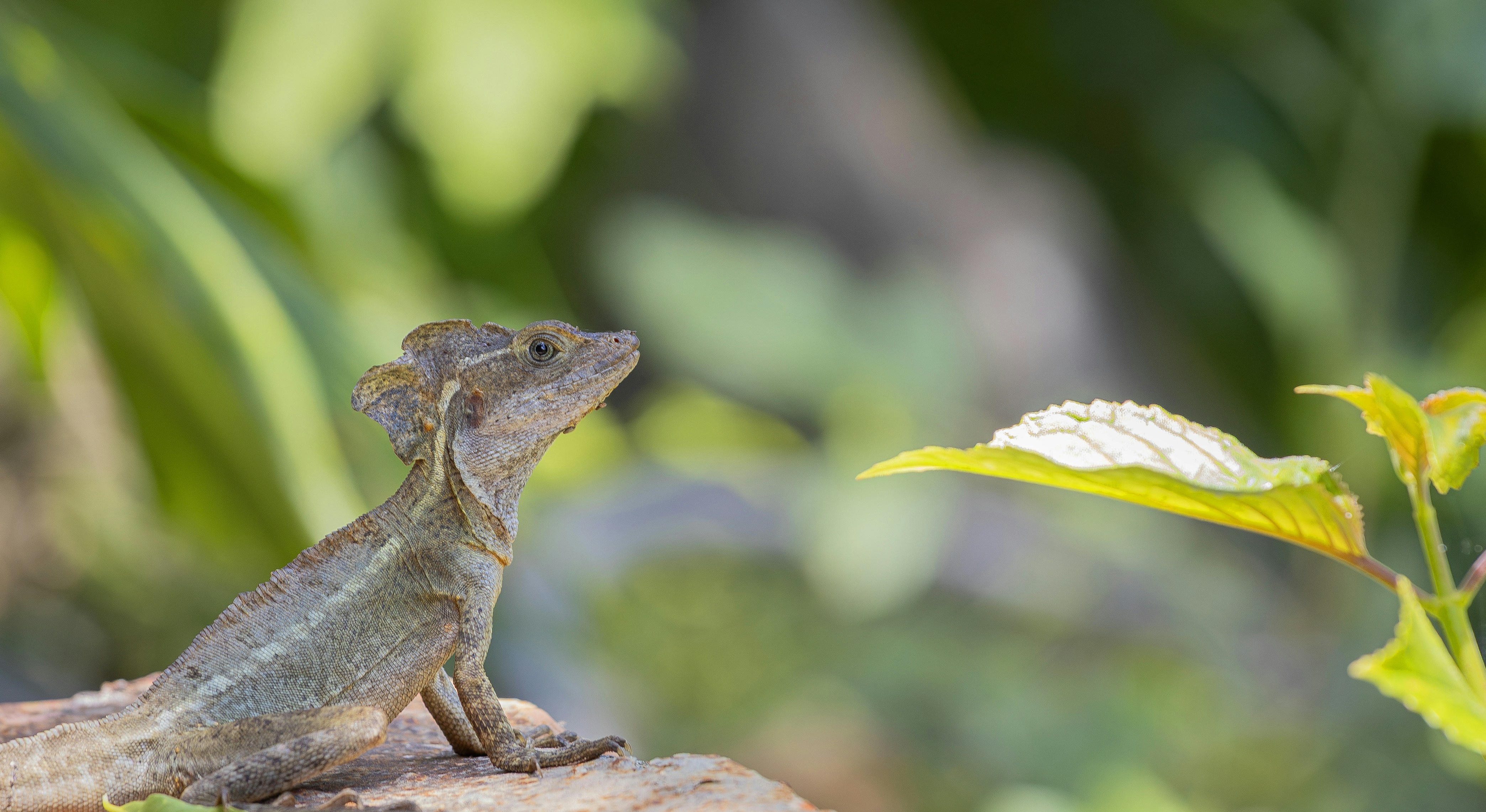 Grounded Sentinel: A Lizard Perched on Sunlit Log