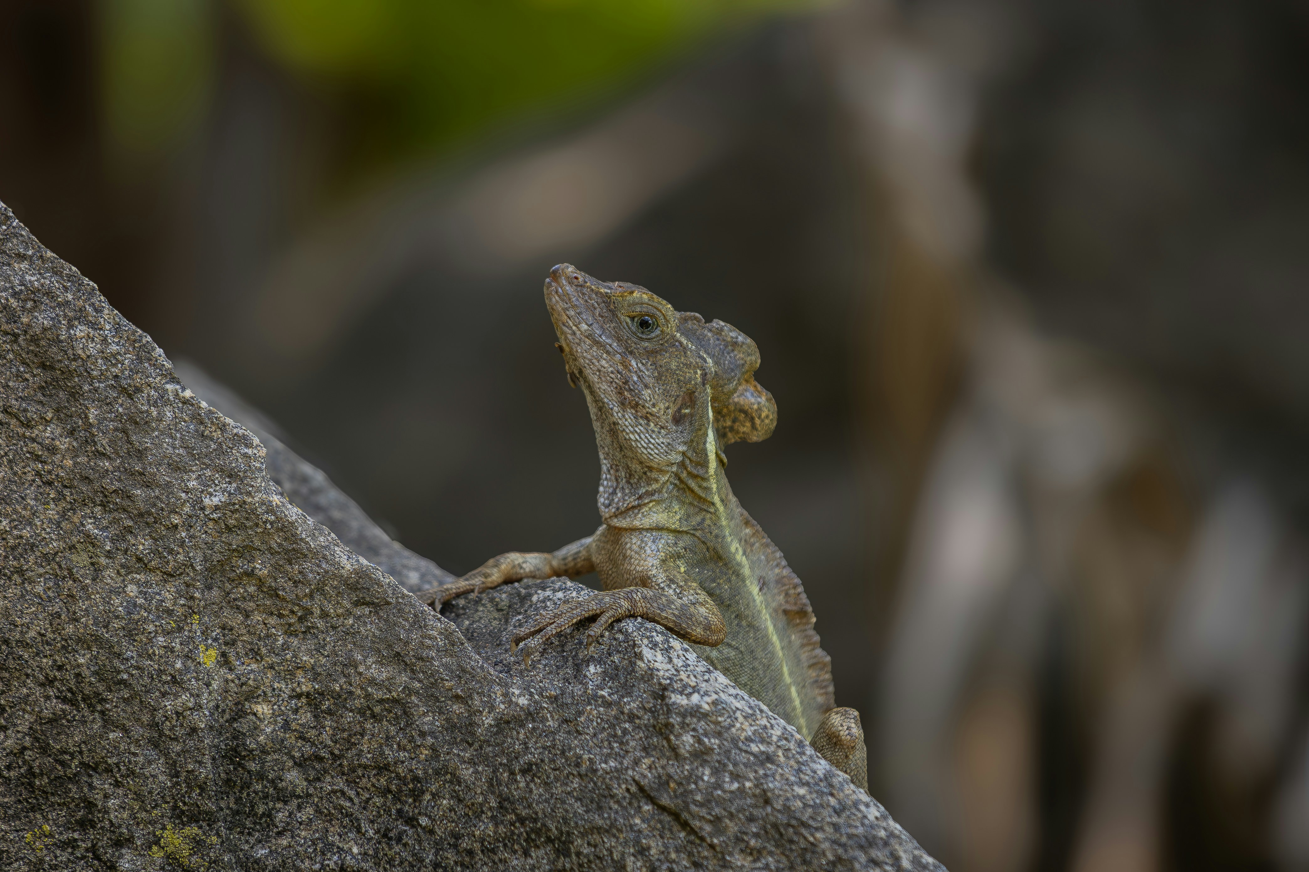 Perched Lizard on Weathered Granite