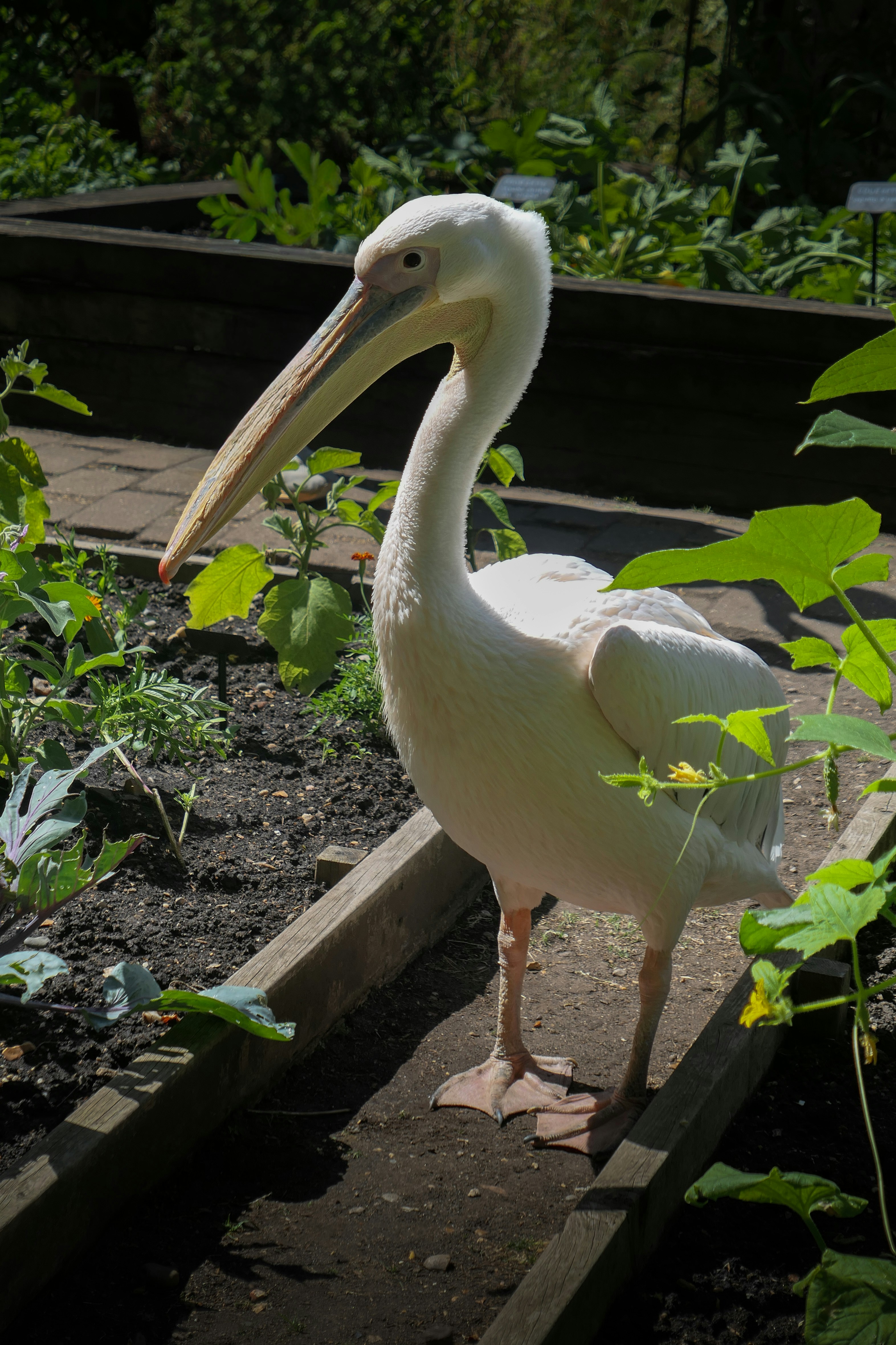 Pelican