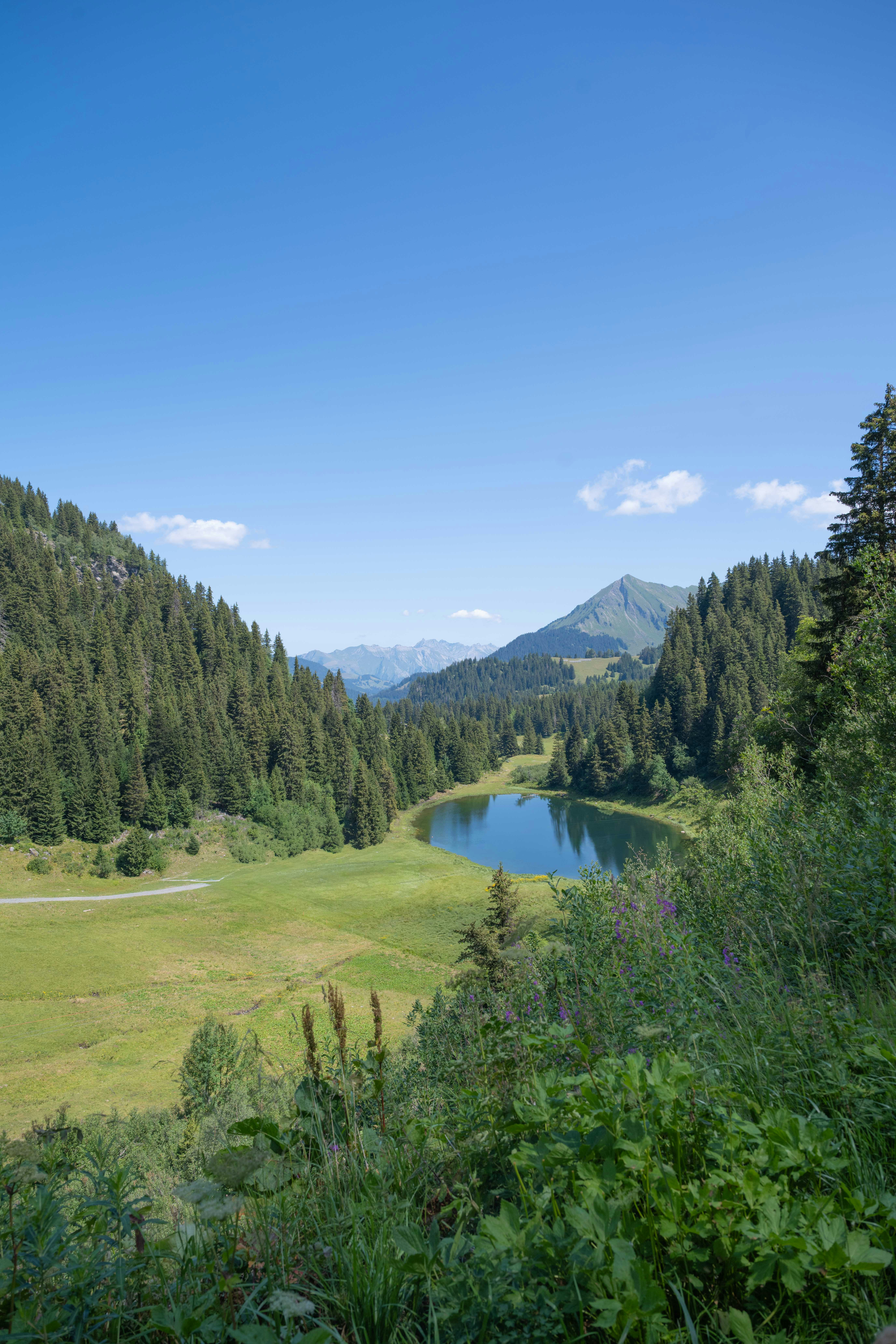 Alpine valley with a tranquil lake framed by evergreen slopes and distant mountains under a clear blue sky. A pristine nature scene highlighting a lakeside meadow and hillside vegetation.