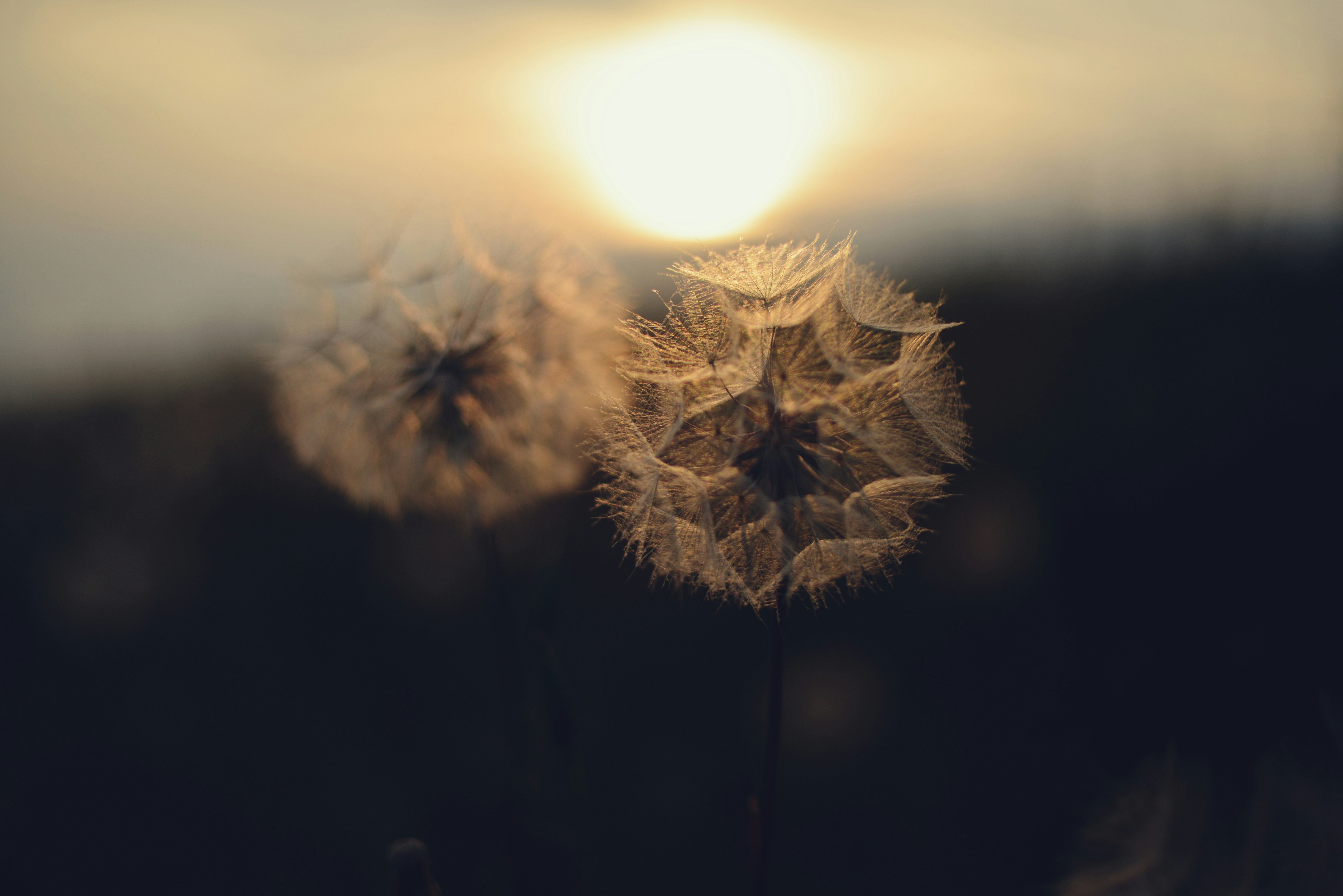 Evening Seeds, Gentle Bloom: Dandelion Lanterns Against the Sunset