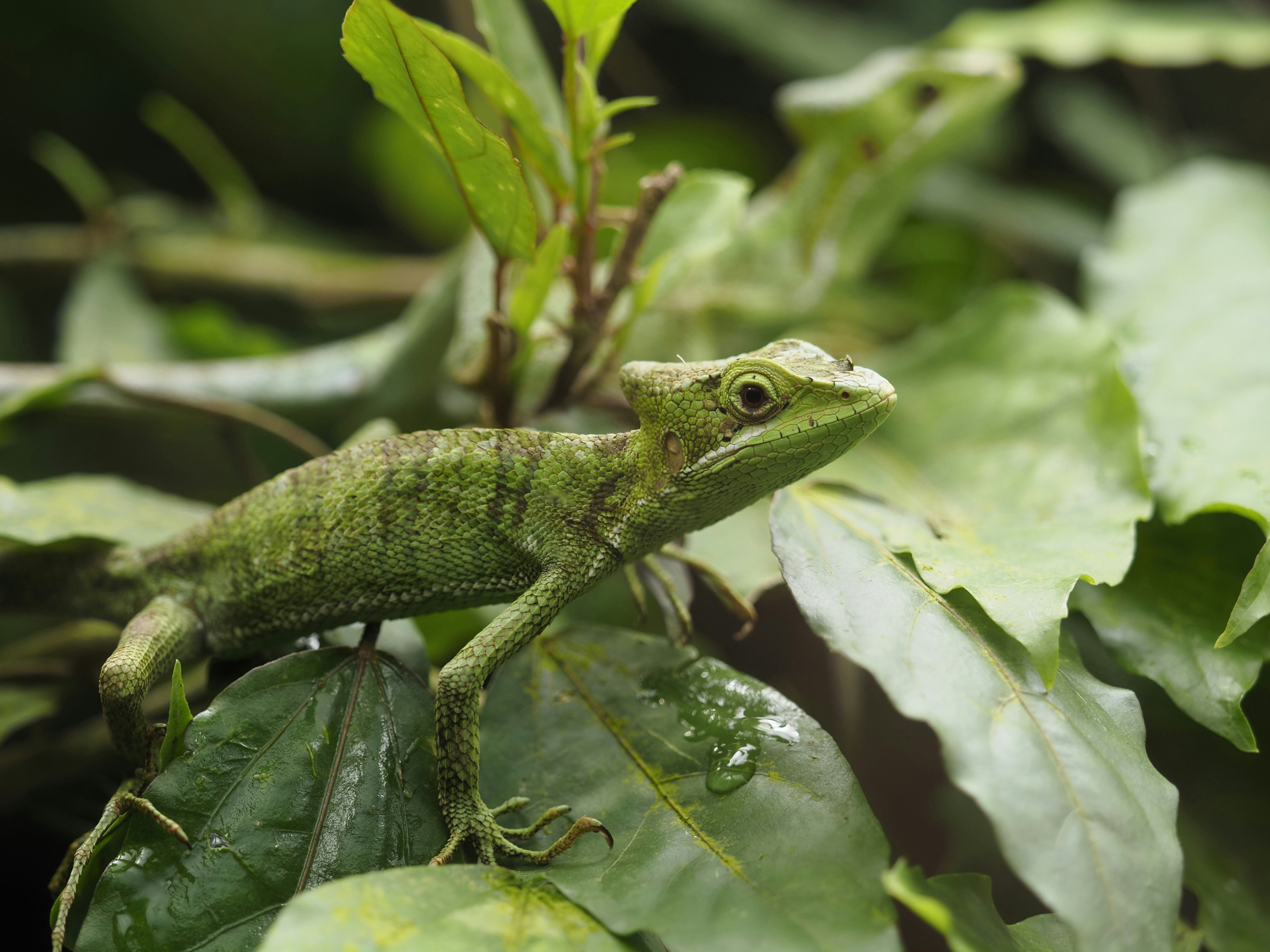 Emerald-hued lizard perched on glossy leaves, eyes alert amid dense greenery. Close-up capture emphasizes texture and camouflaged texture of skin; photo is a natural-history still.