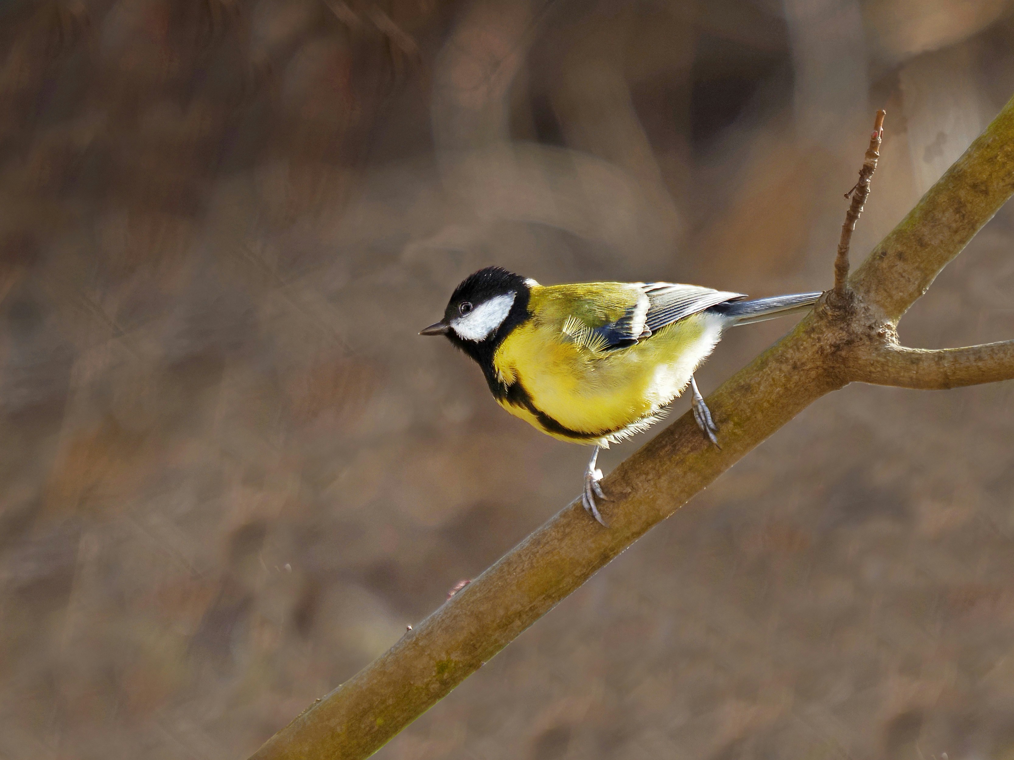 A small yellow-and-black warbler perches on a diagonal branch against a soft brown backdrop, capturing a calm moment of foraging and balance in shallow depth of field. This is a natural photograph, not a painting or illustration.