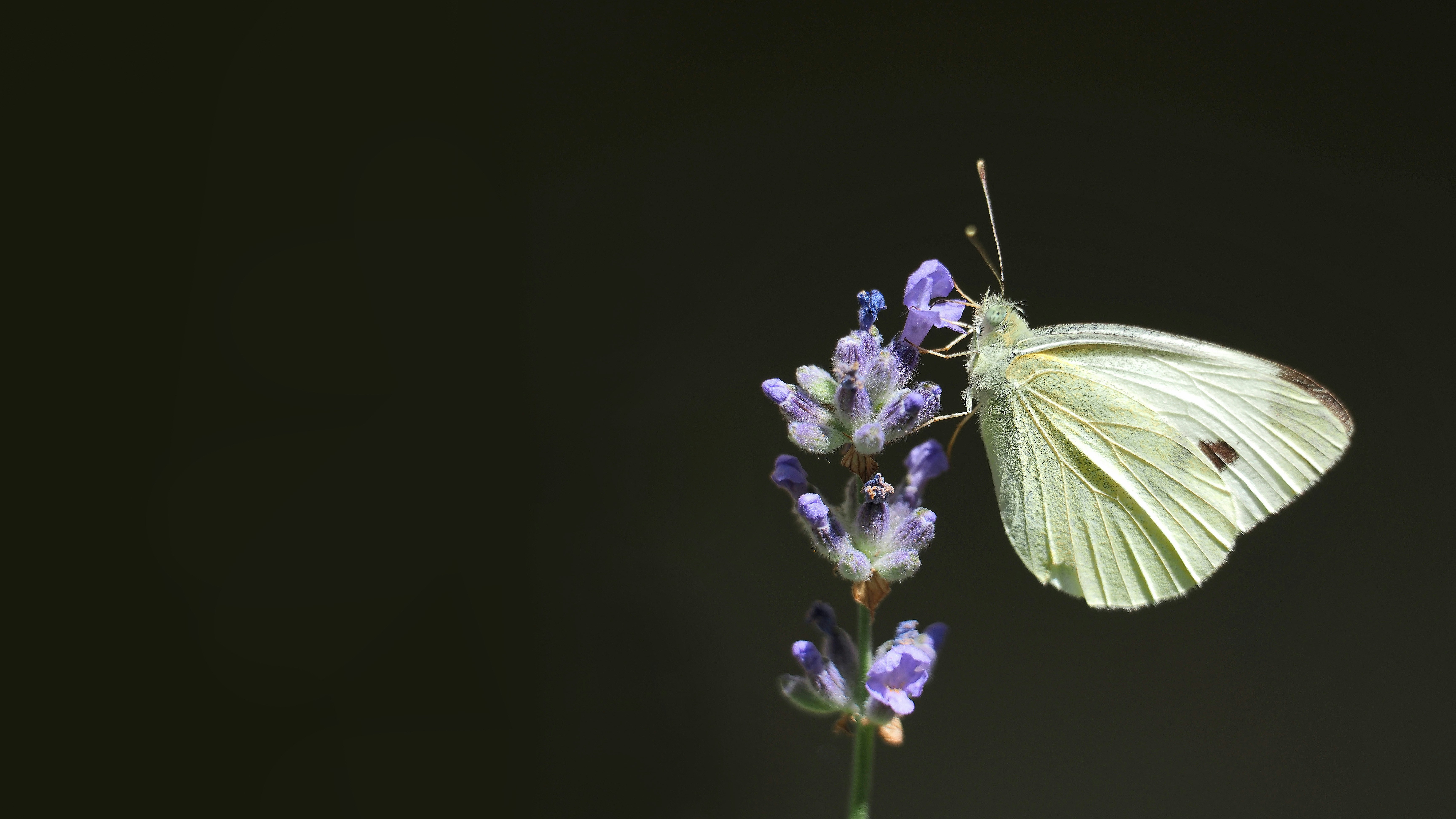 Backlit Pale Buttercup: A Morning Pause on Lavender