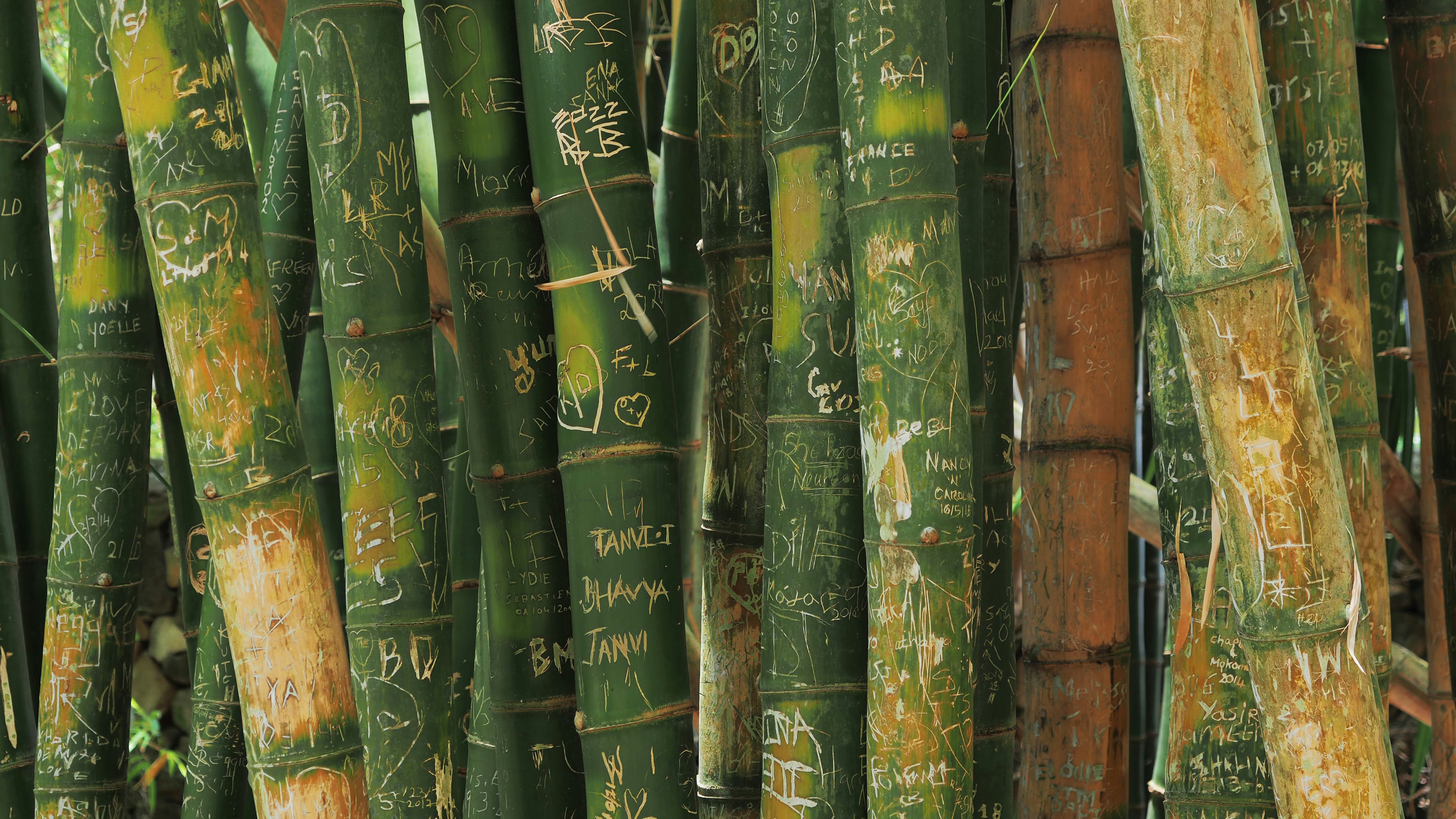 A dense stand of bamboo stalks with various graffiti markings climbs upward, creating a textured green tapestry and natural rhythm.