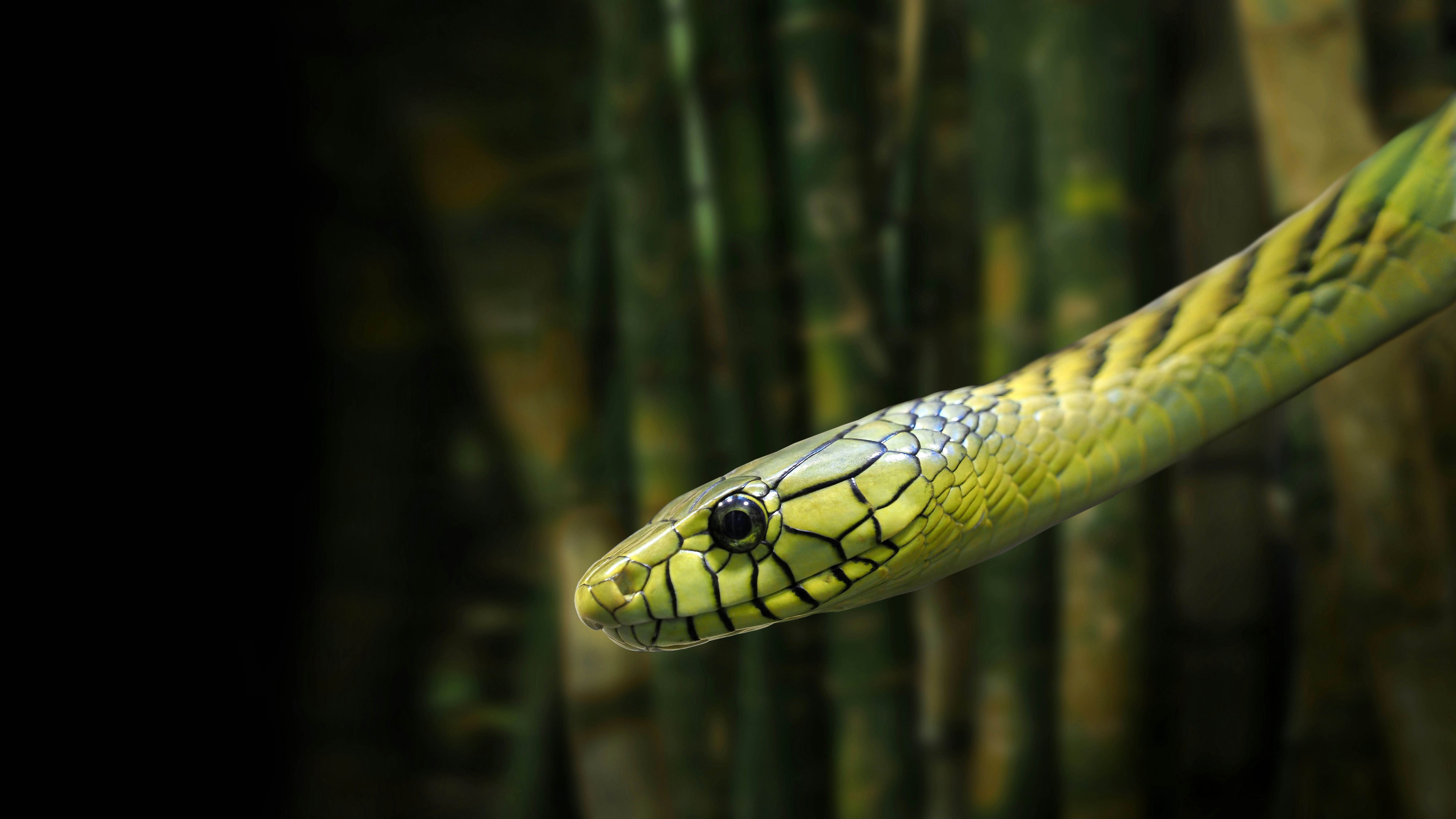 Yellow-Scaled Viper: Focused Gaze in a Dark Silk of Leaves