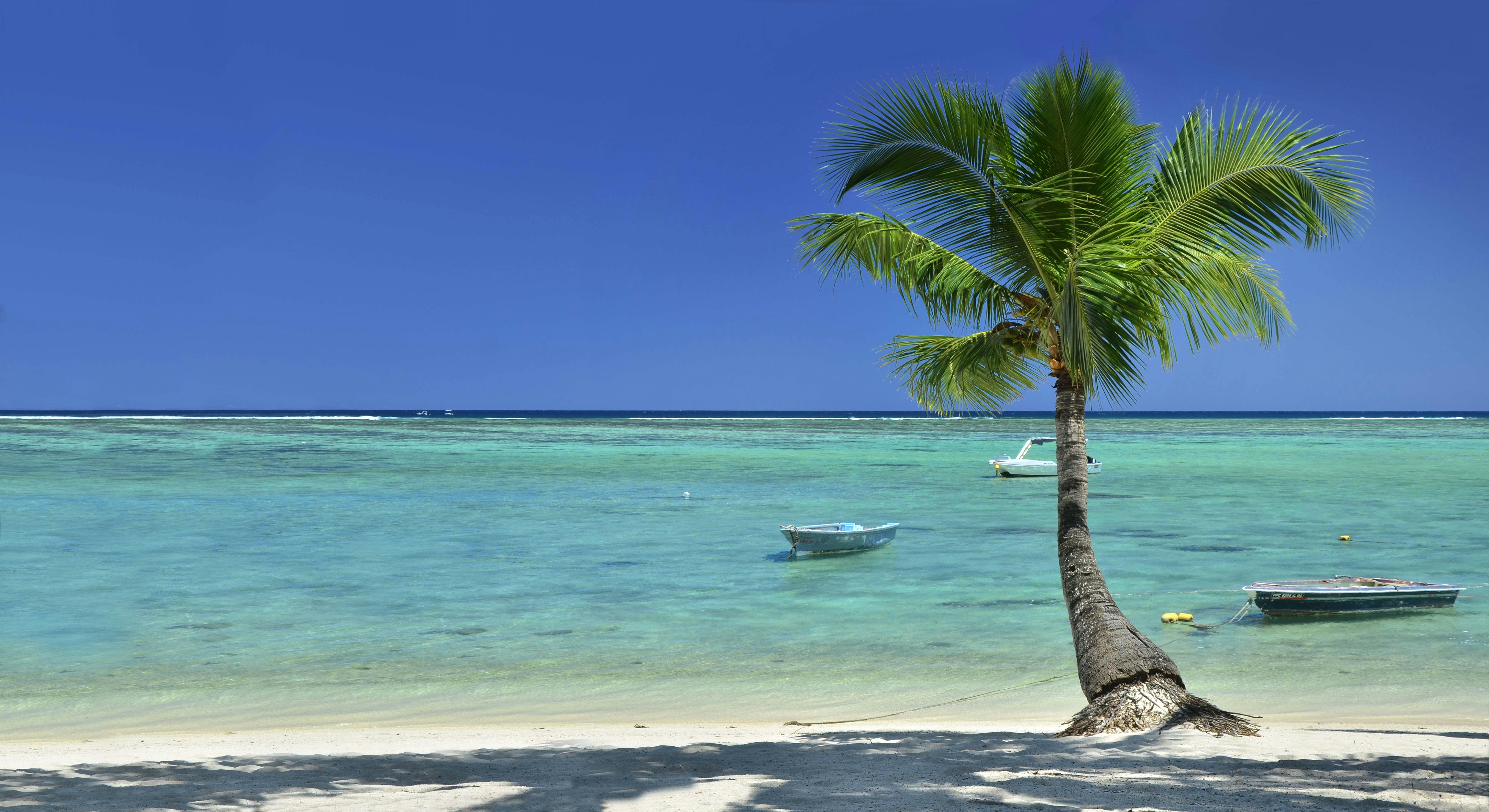 Bright tropical shoreline with turquoise water and a lone leaning palm tree by the sand.