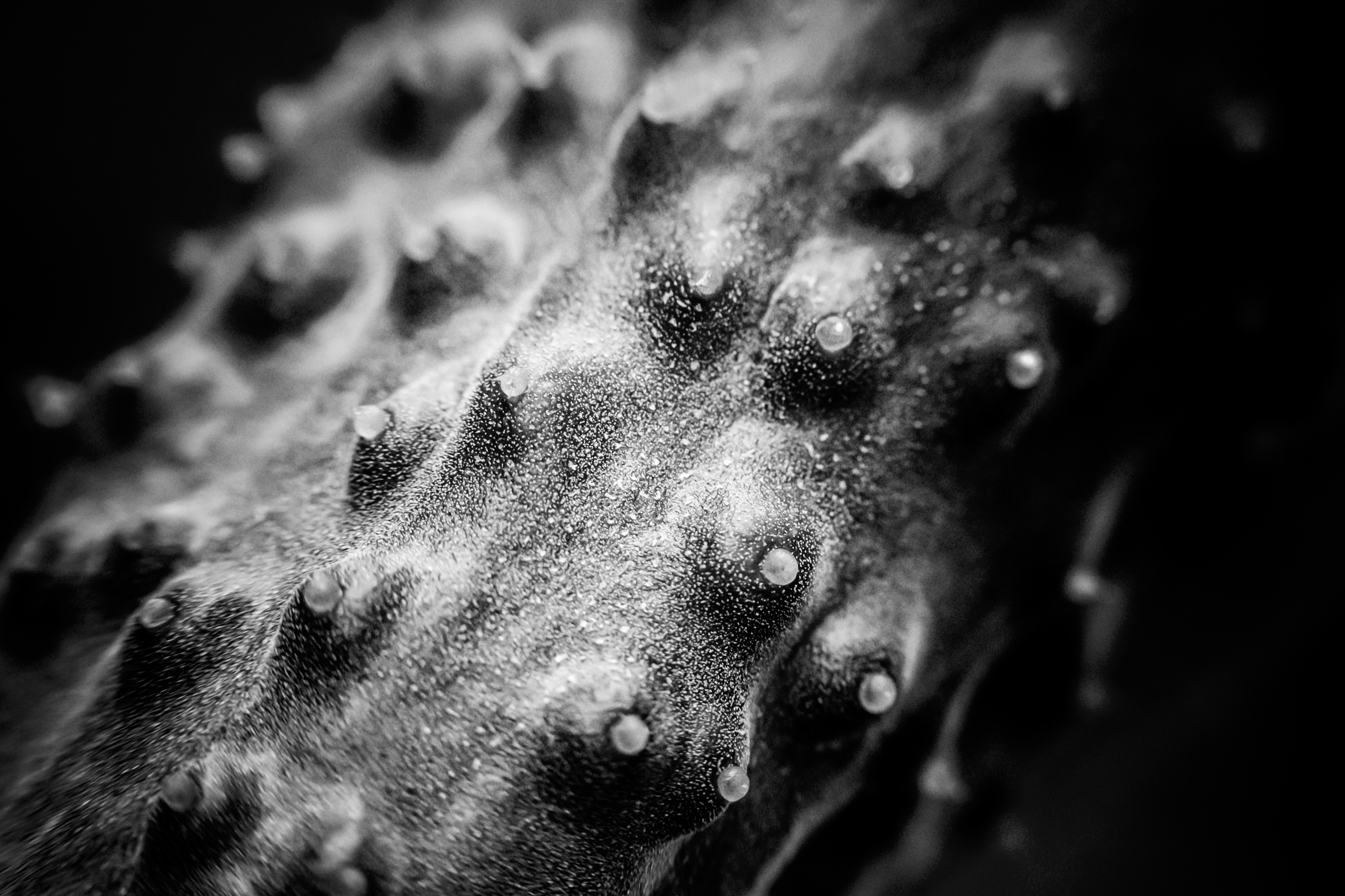 Dew-Kissed Spines: A Micro Monster in Mono