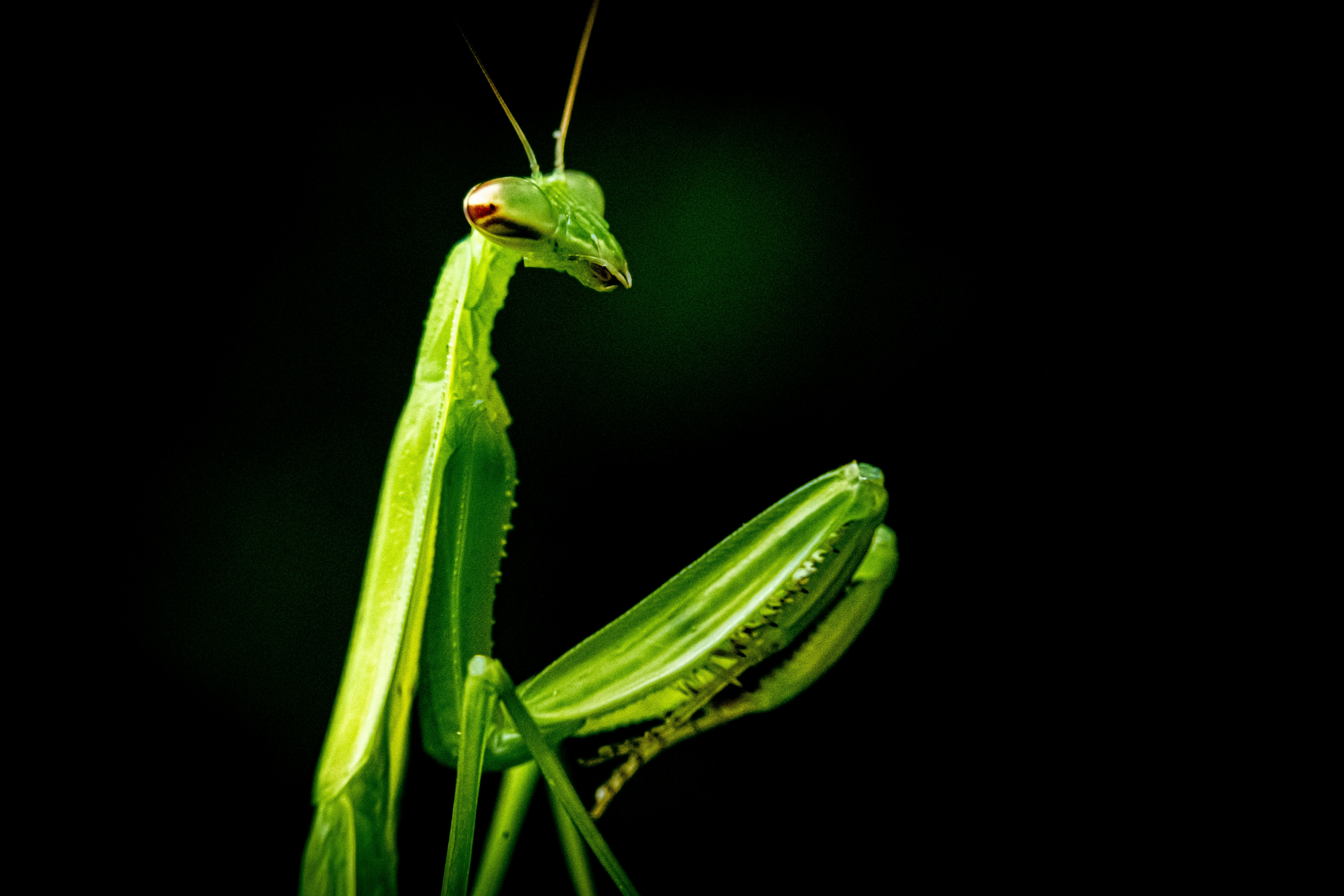 Primed Mantis: Close-Quarters Portrait in Silence