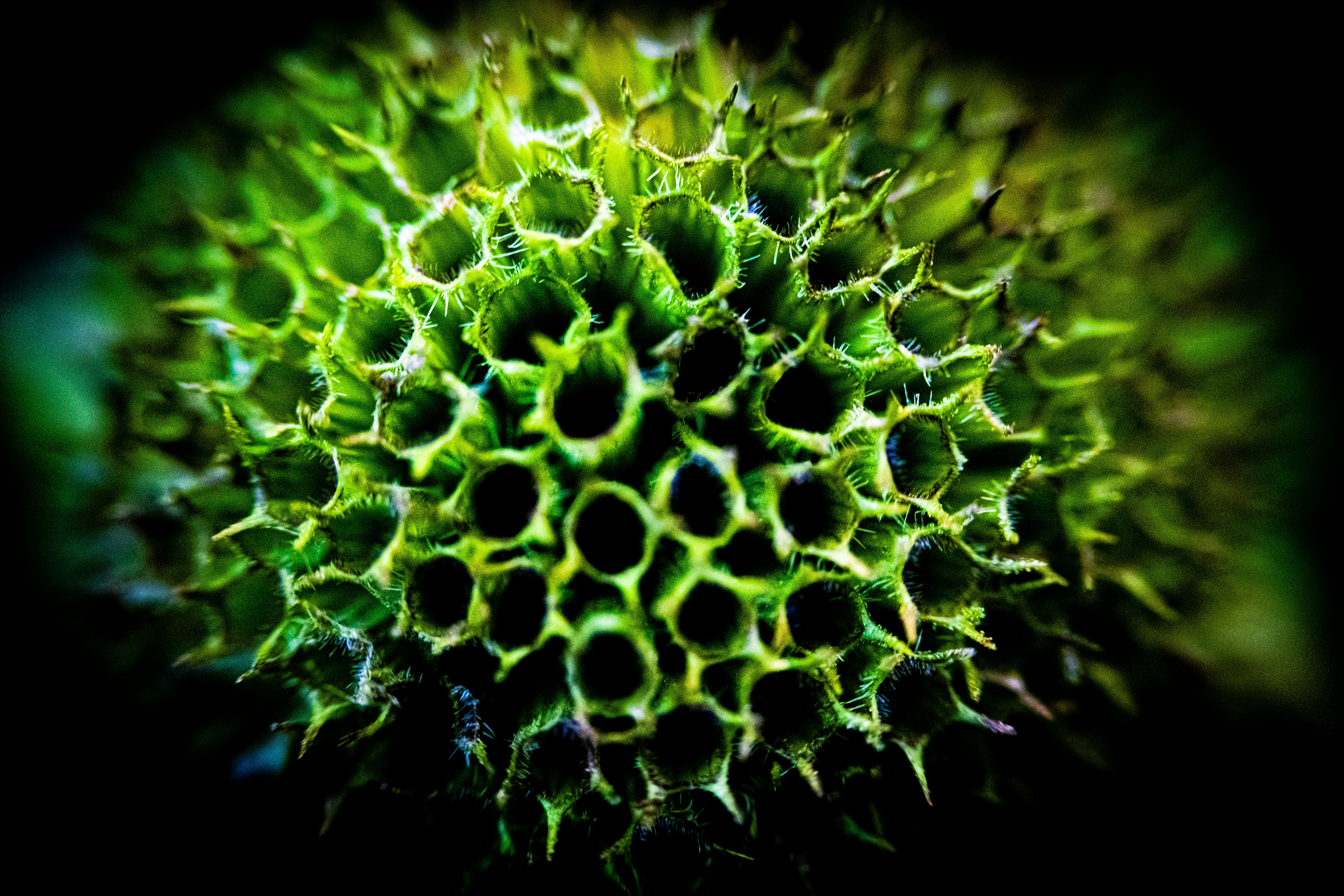 Close-up of a Neon-green Sunflower Center Revealing Geometric Tubes