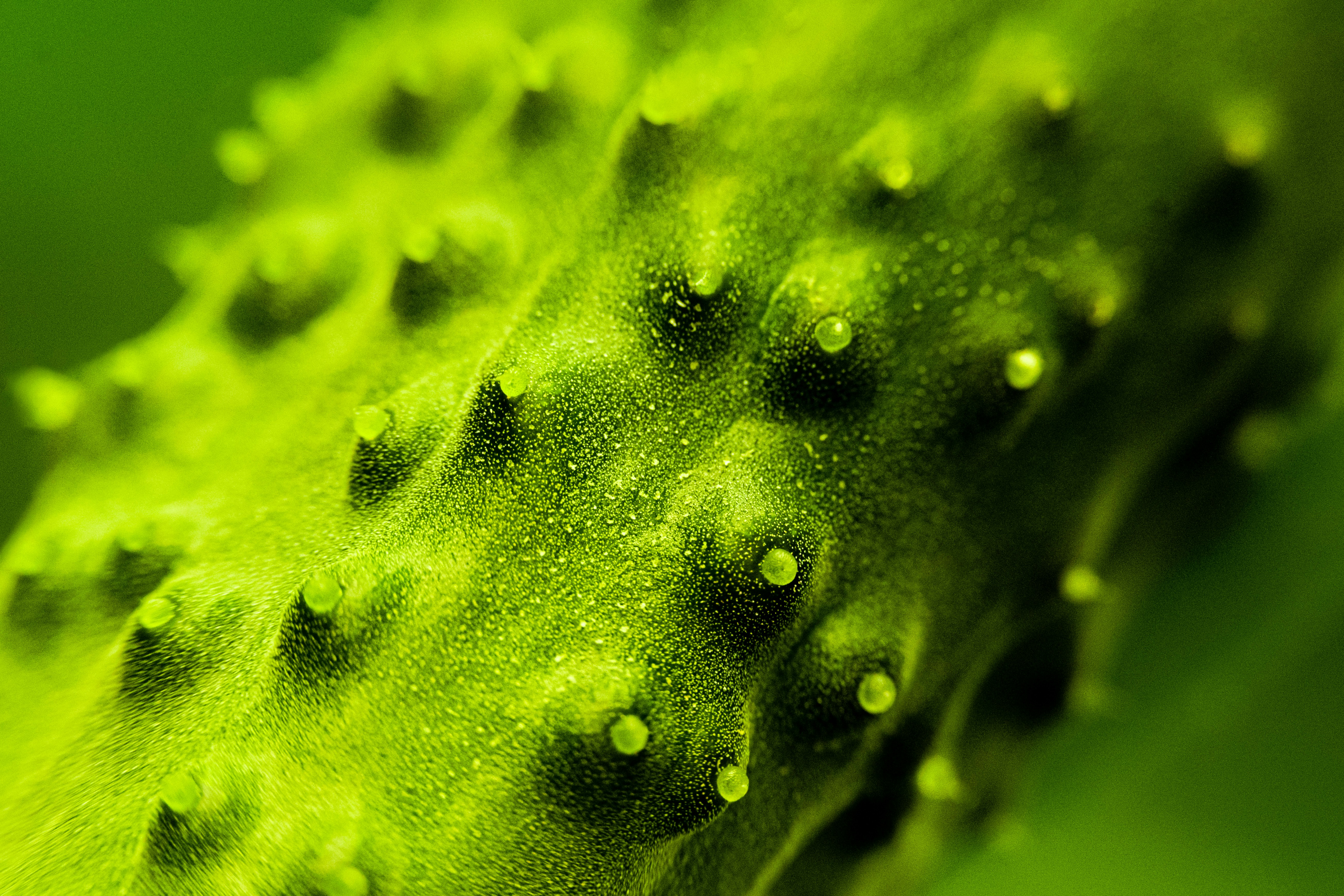 Citrus-green cactus nipple: a close-up of dew-dusted spines