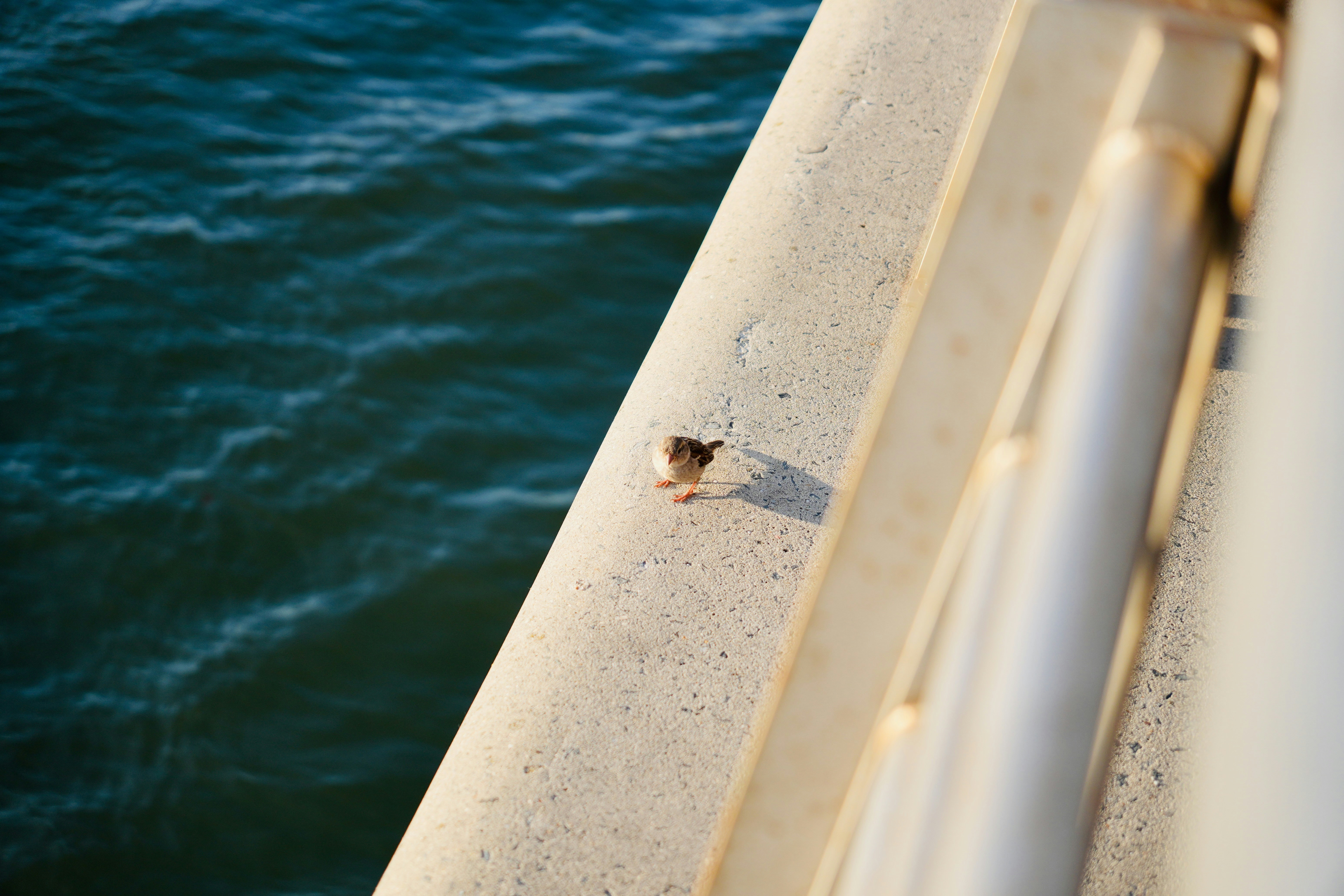 Small bird perched on a weathered railing over teal water, captured with a shallow perspective. This is a photographed capture, not a painting or logo.