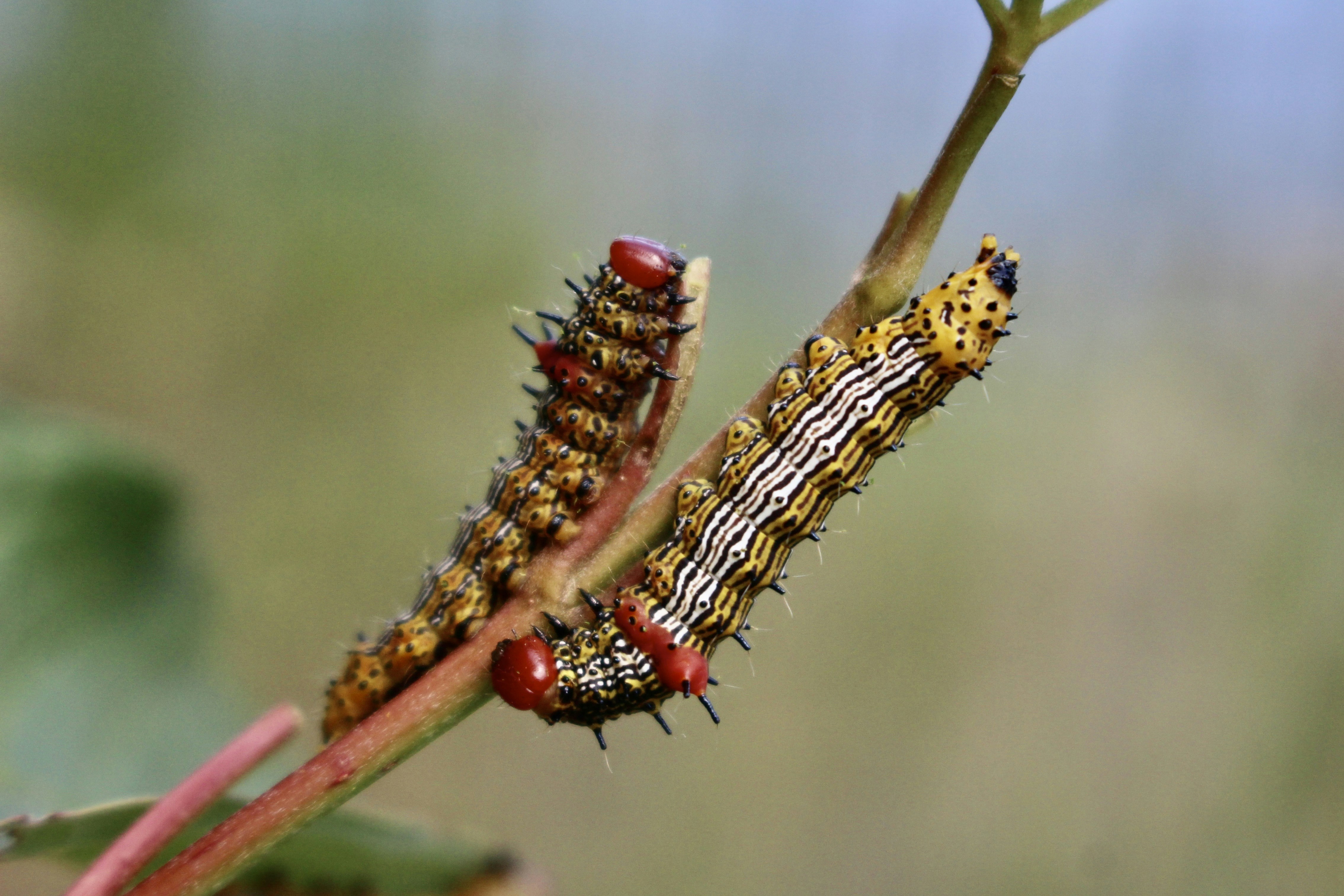 Two Spiky Caterpillars Clinging to a Branch with Red Protrusions