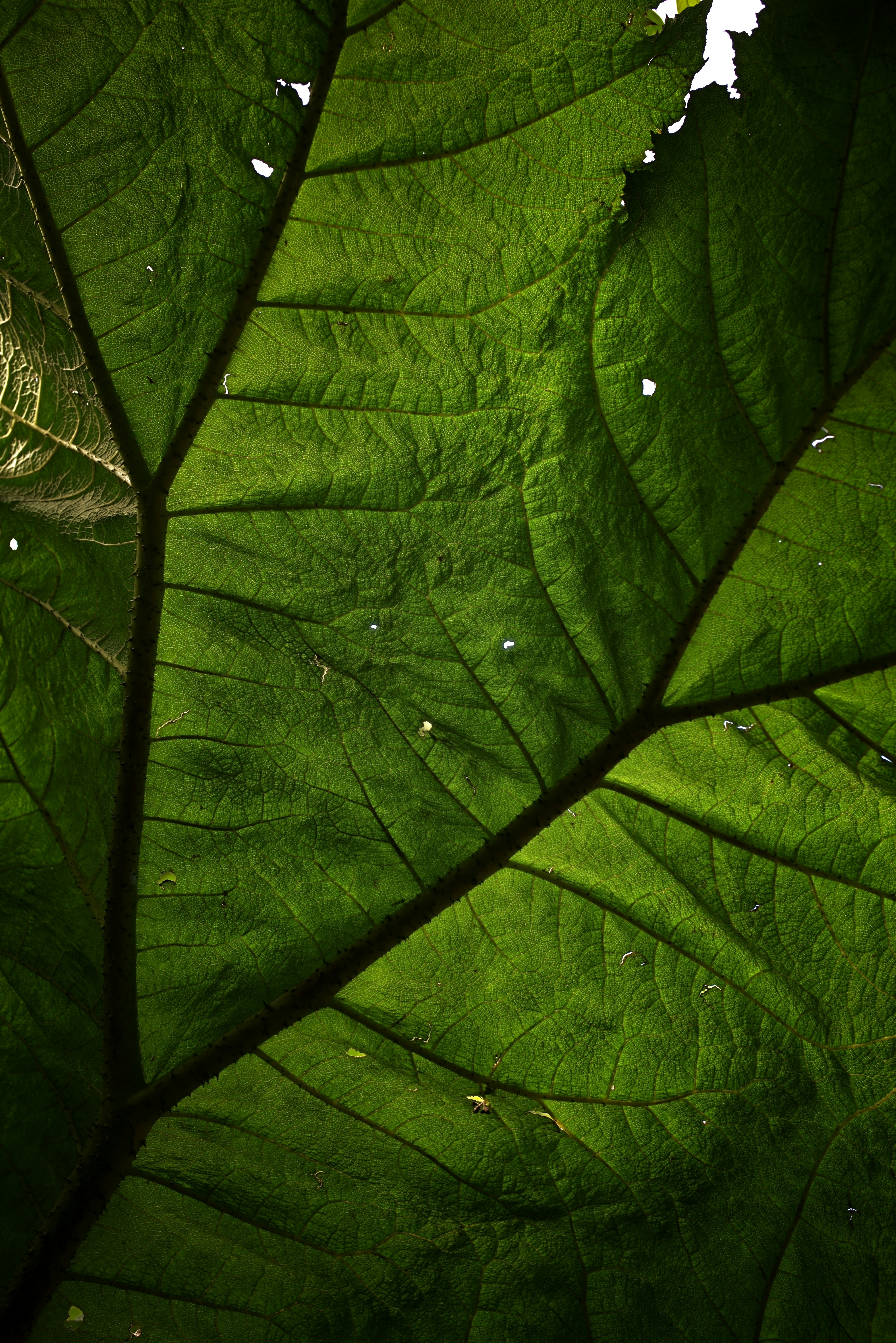Veinwork in Green: A Close-Up of Leaf Veins and Texture