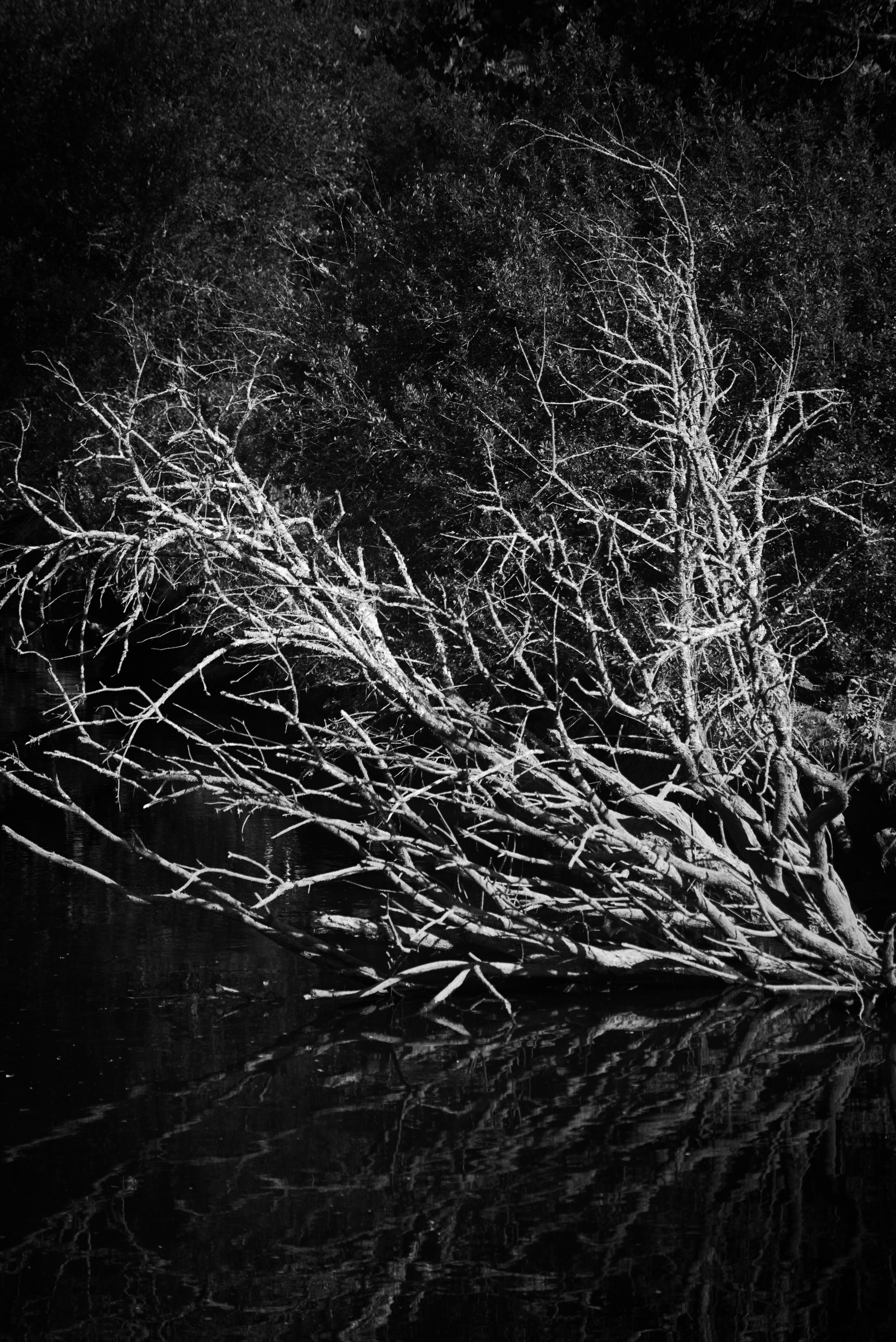 Desaturated Stillness: A Tangle of Winter Branches at the Waterline