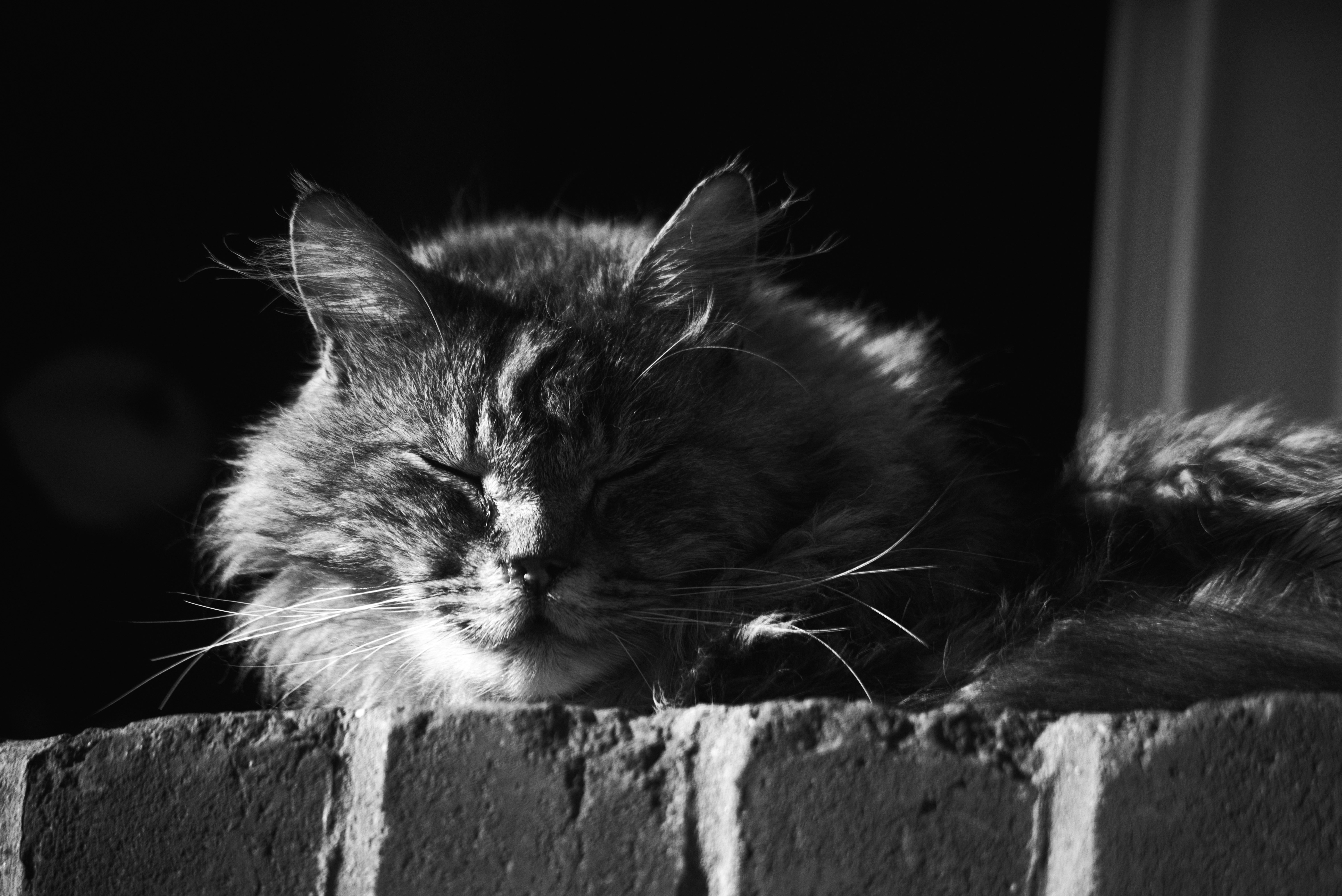 Snooze on the Brick: A Quiet Feline Moment in Monochrome