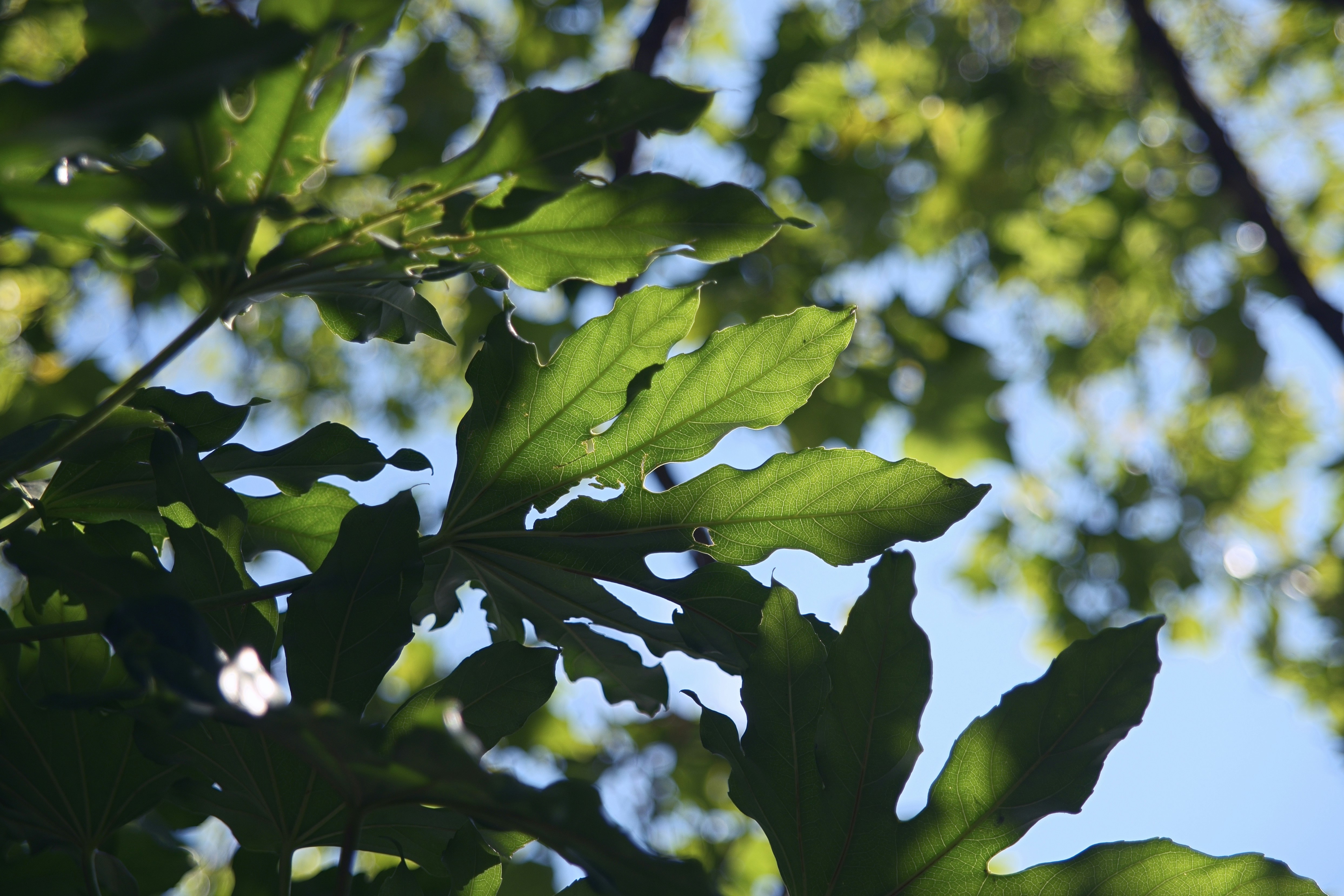 Sunlit Leaf Veins: A Quiet Moment Among the Canopy