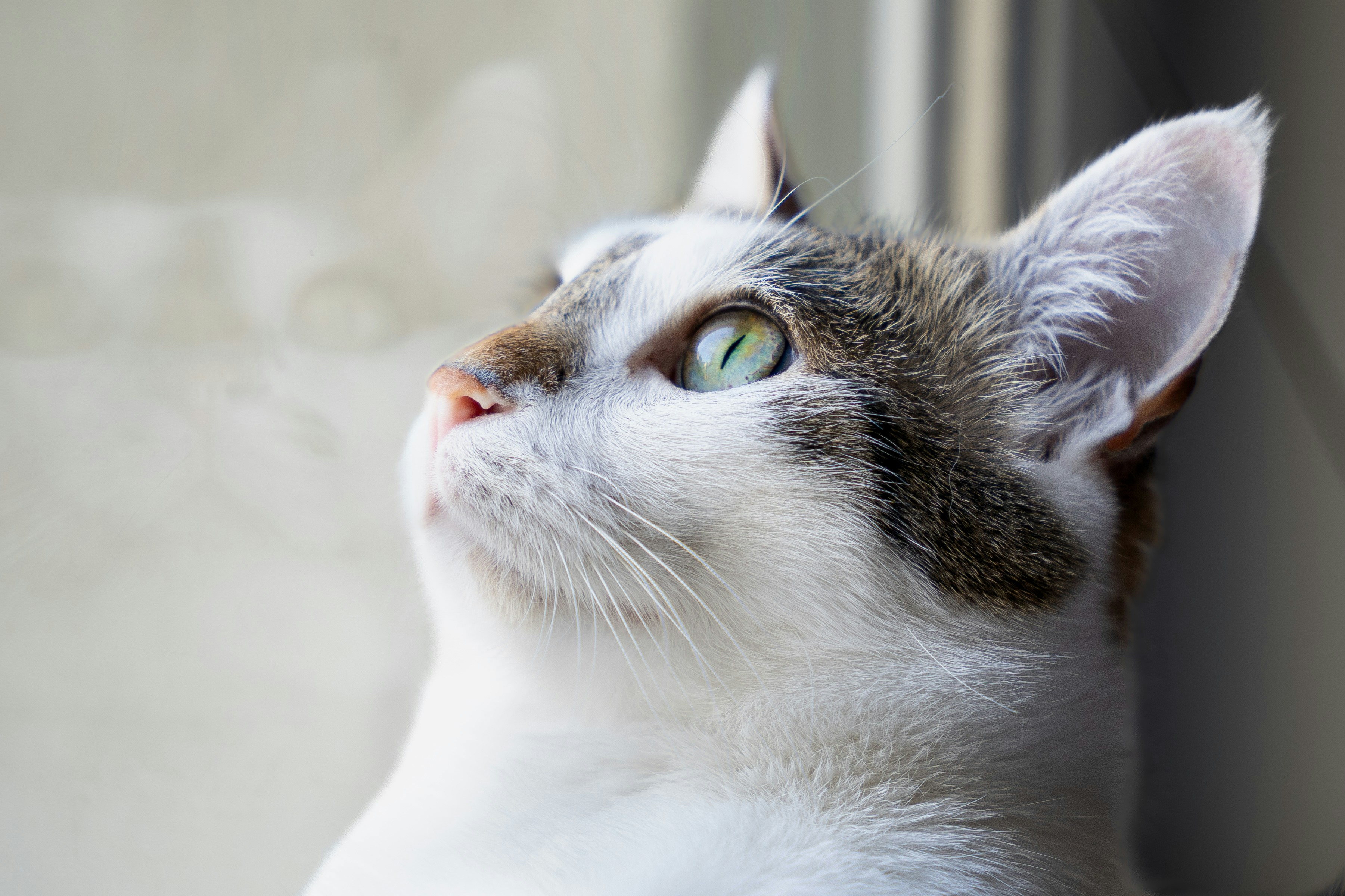 Green-Eyed Gaze: A Cat Lounges in Soft Window Light