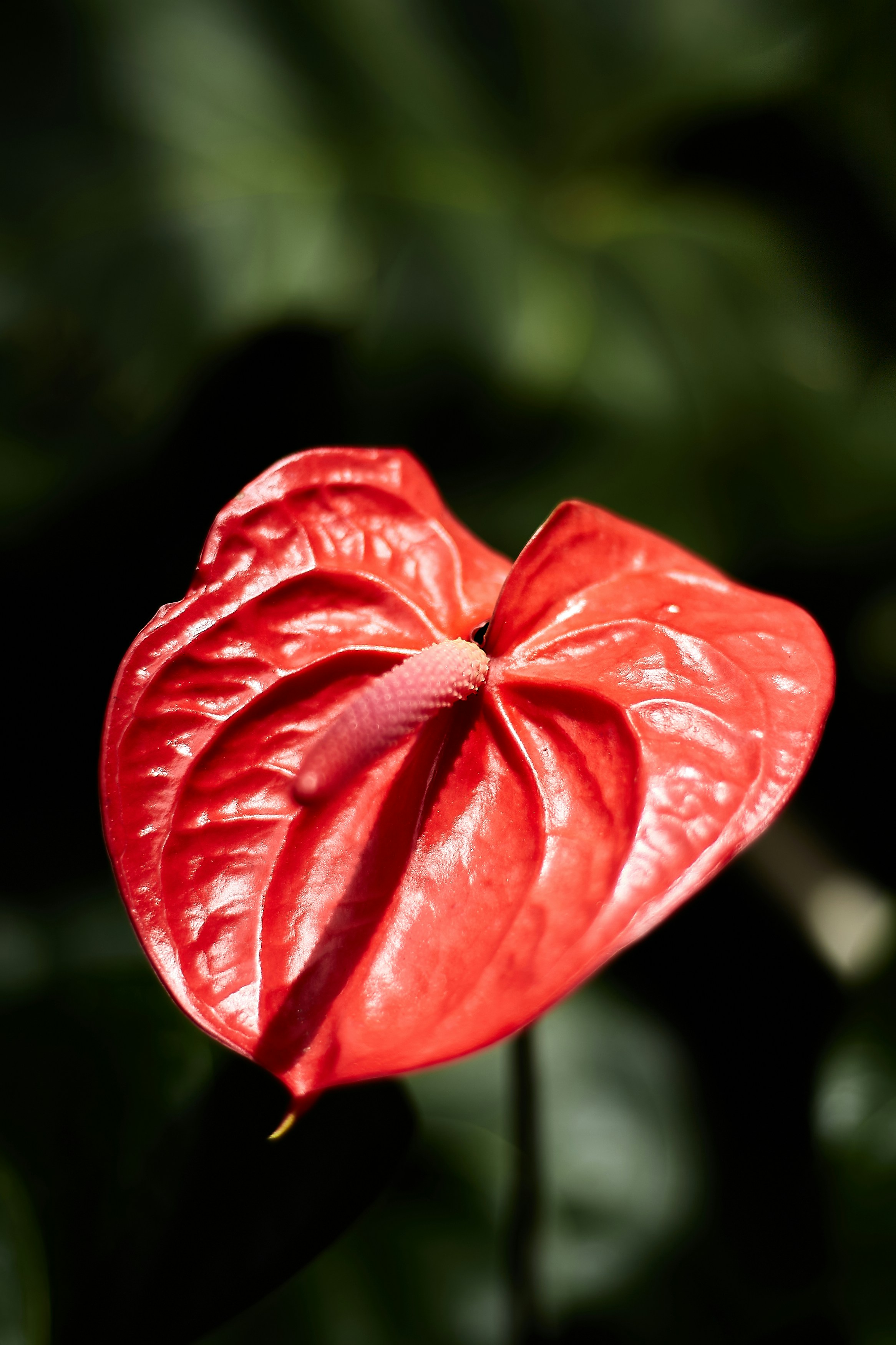 Crimson Anthurium: A Close-Up of Velvet Red Curves