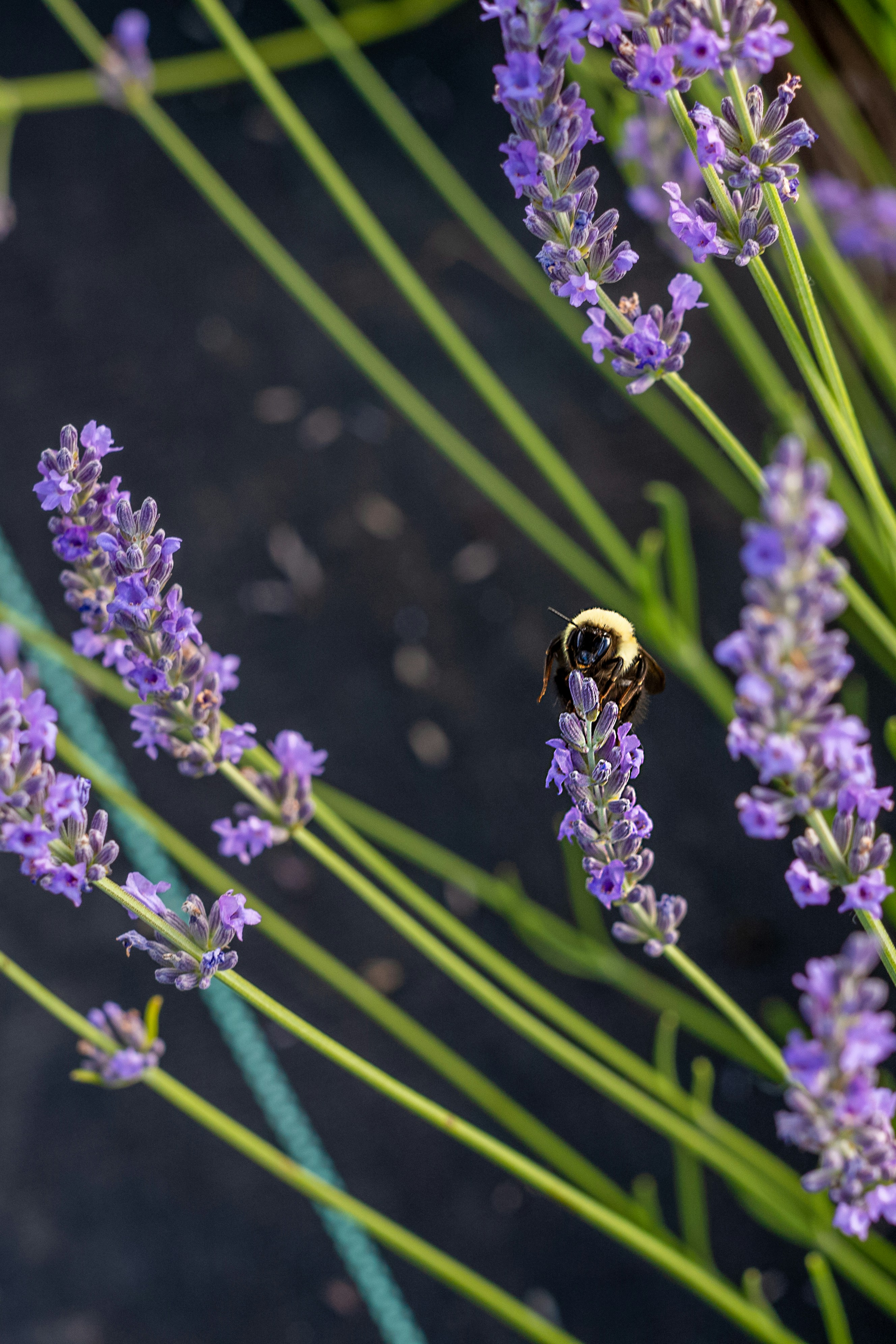 Close-up of a bumblebee perched on lavender blossoms with a dark blurred background highlighting vibrant purple stems.
