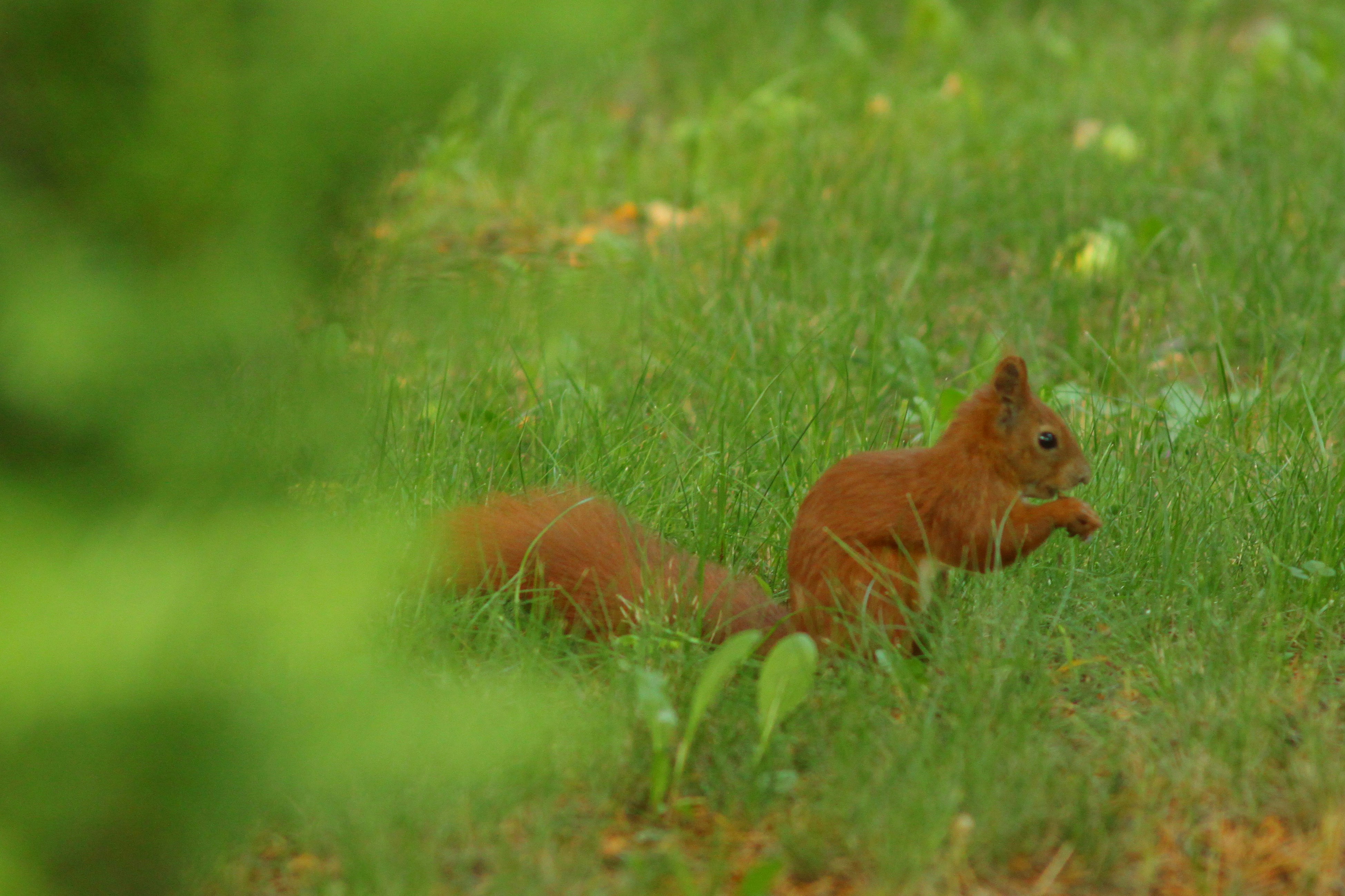 Red Squirrel in Sunlit Clearing, Nut Cradled and Focused