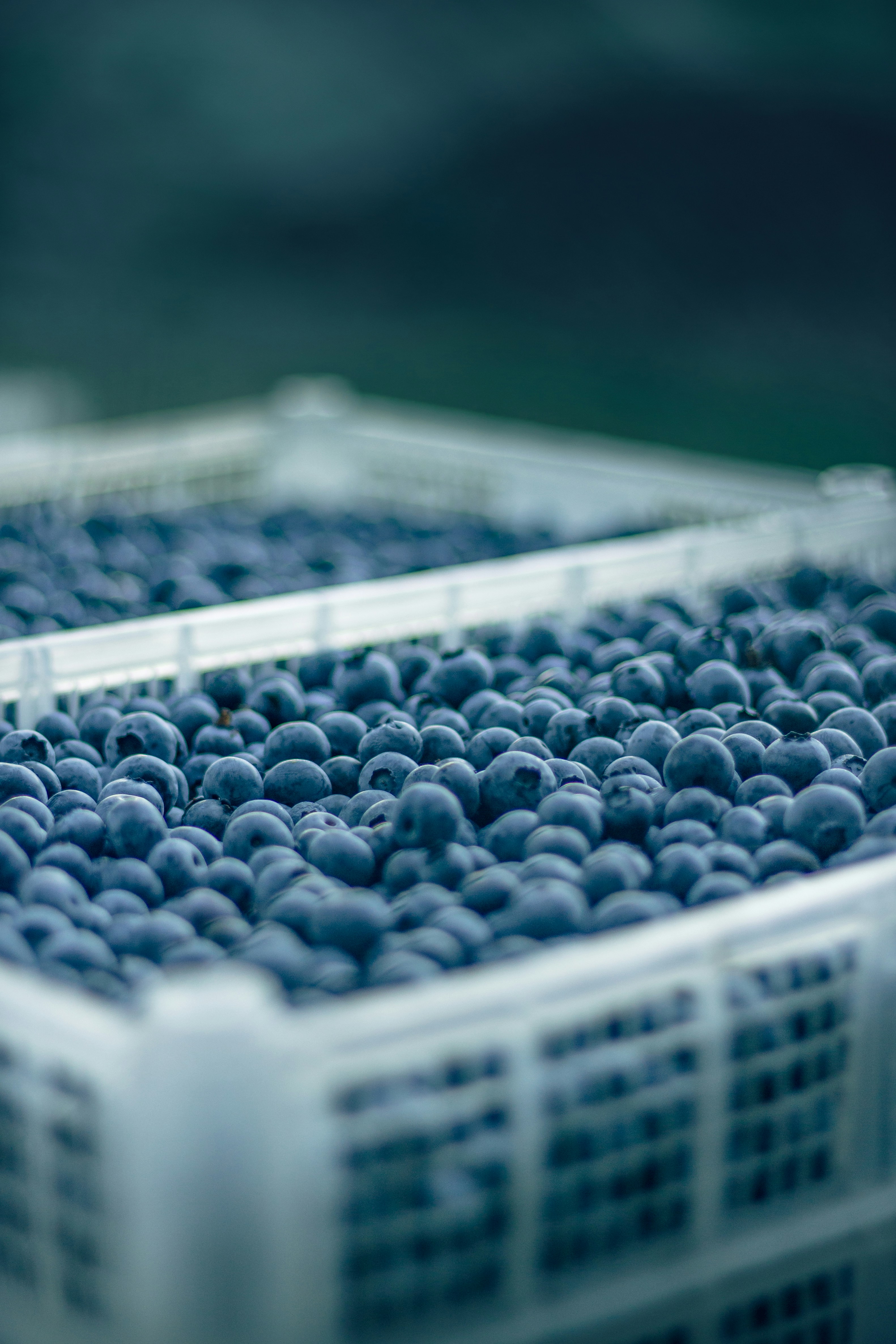 Blueberries in a Crisp White Crate: Quiet Bounty