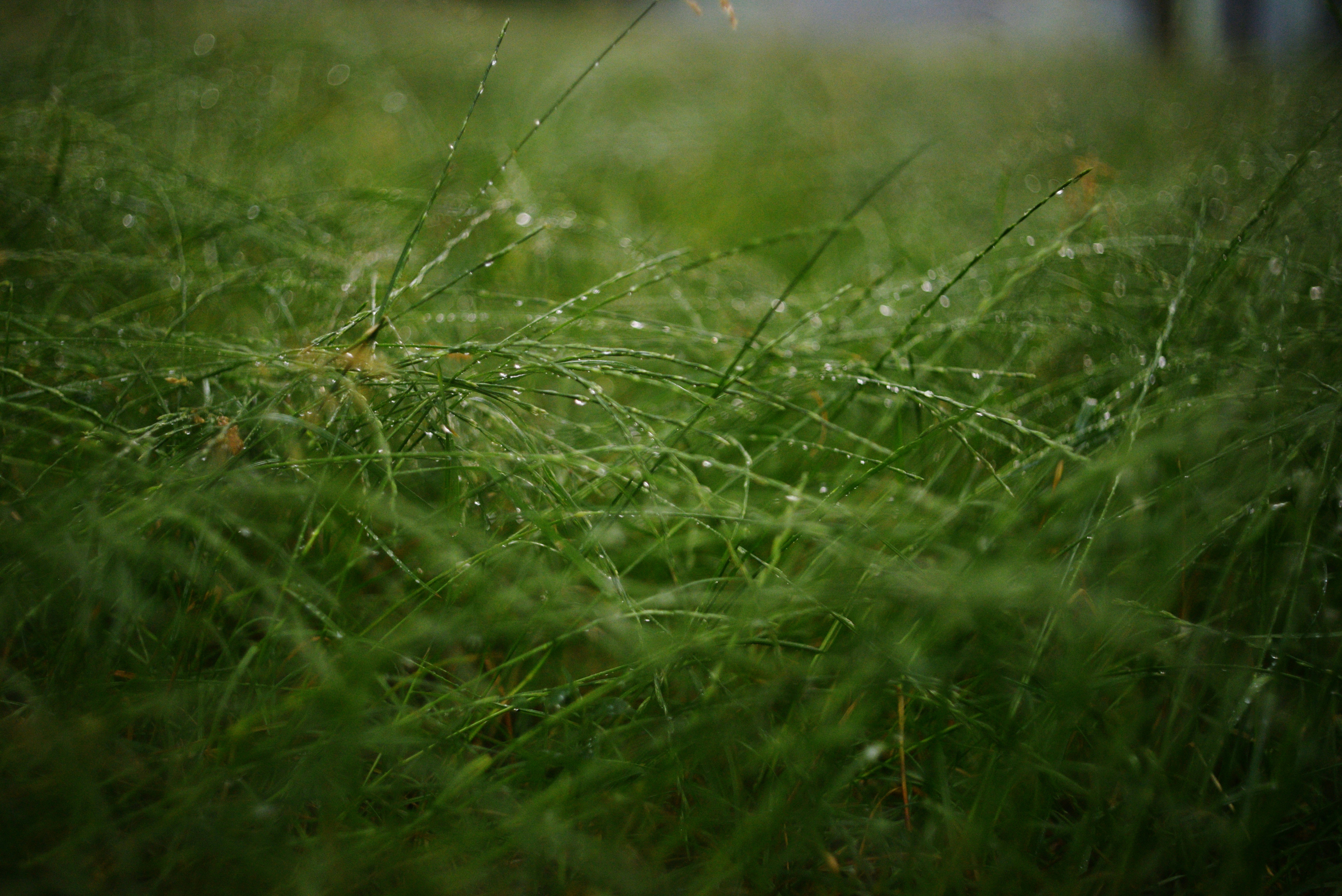 Web of dewdrops on grass threads under a soft morning glow