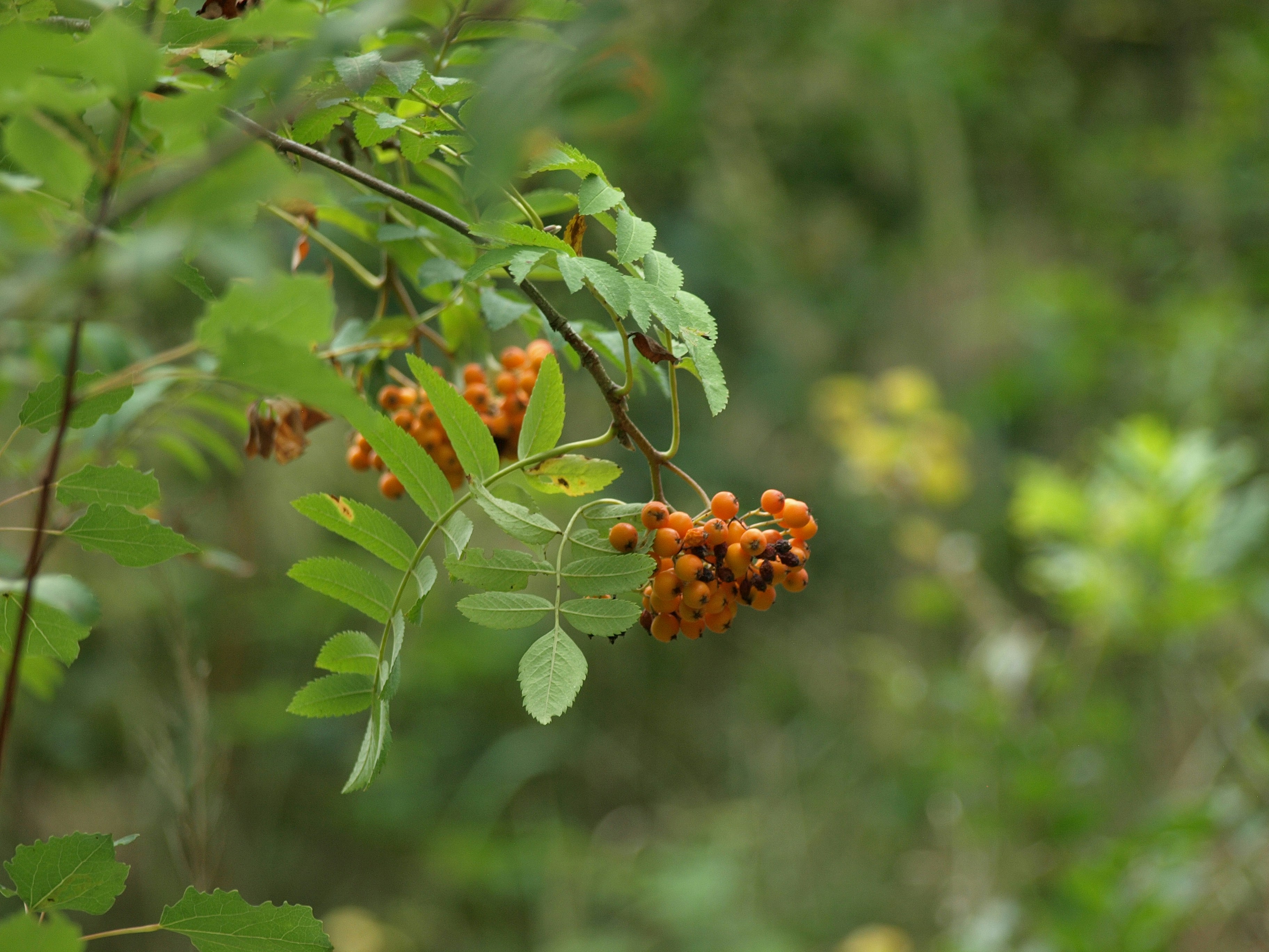 Orange-berry Cluster on a Green Branch, in Soft Foliage