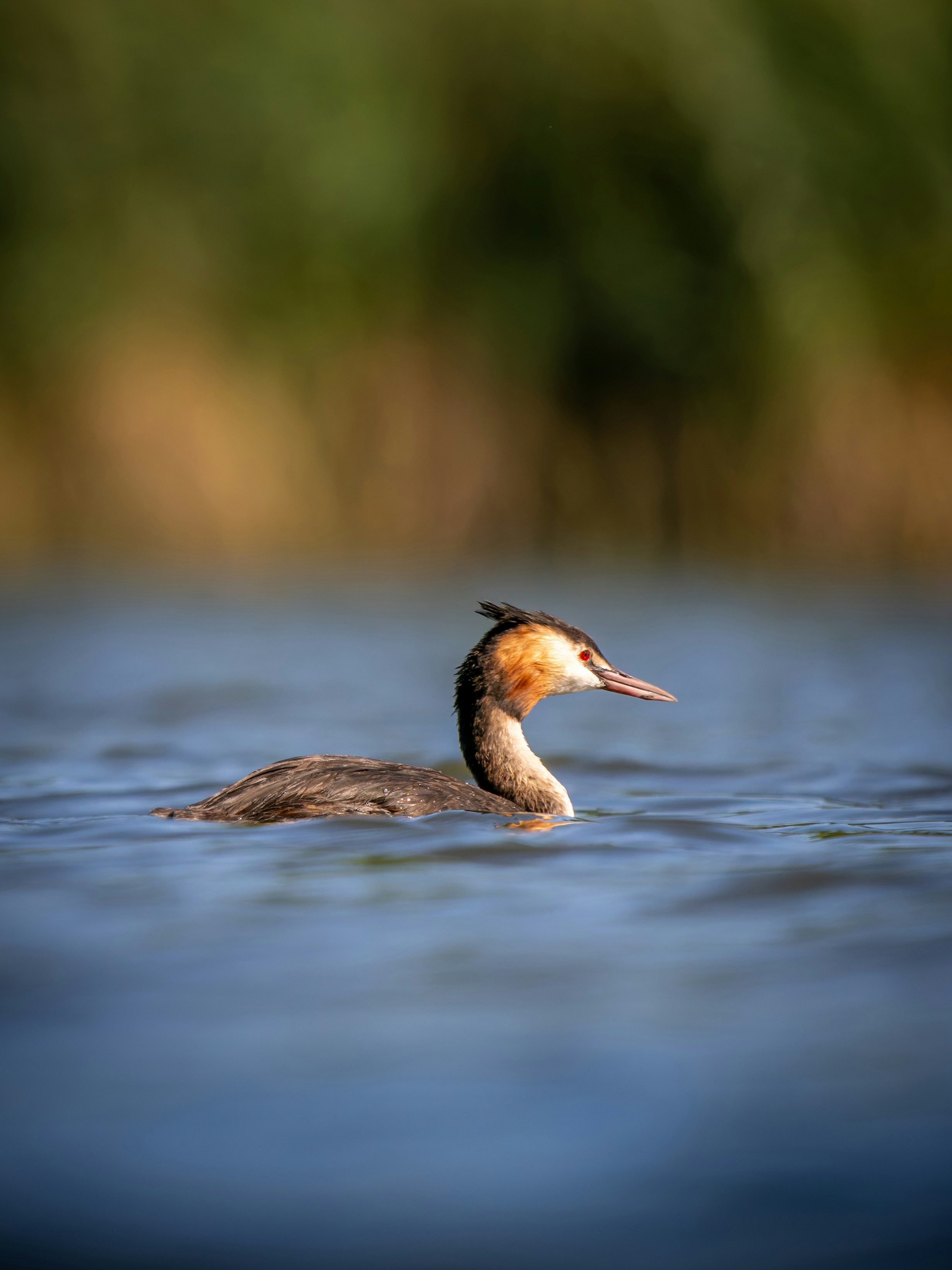 Elegant waterbird gliding on calm blue water with a blurred green background, highlighting the head and crest. This is a natural photography capture, not a graphic or illustration.