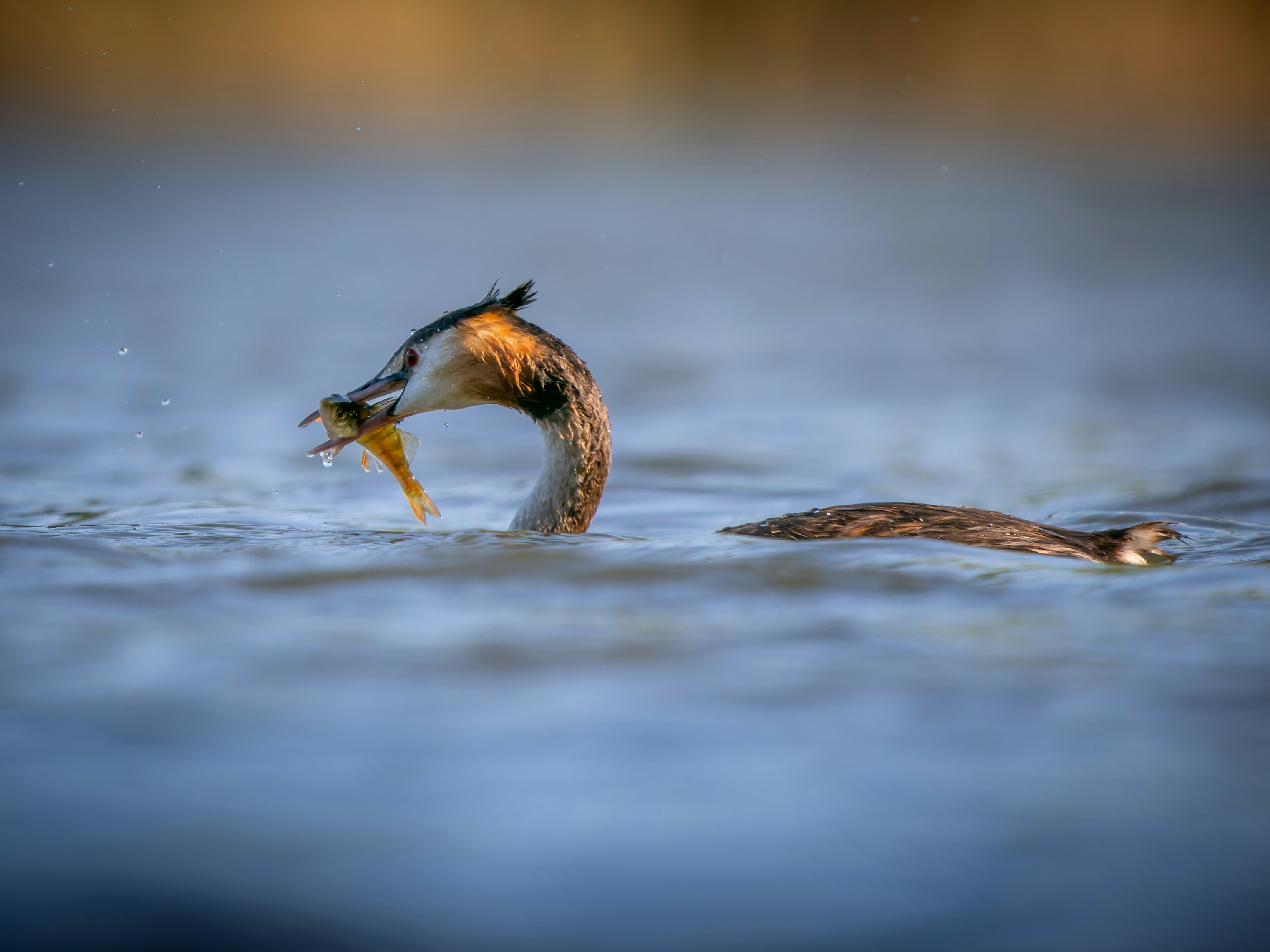 Heron lunges from water with prey mid-click, caught in shimmering blue ripples; a moment of action and reflection on the surface.
