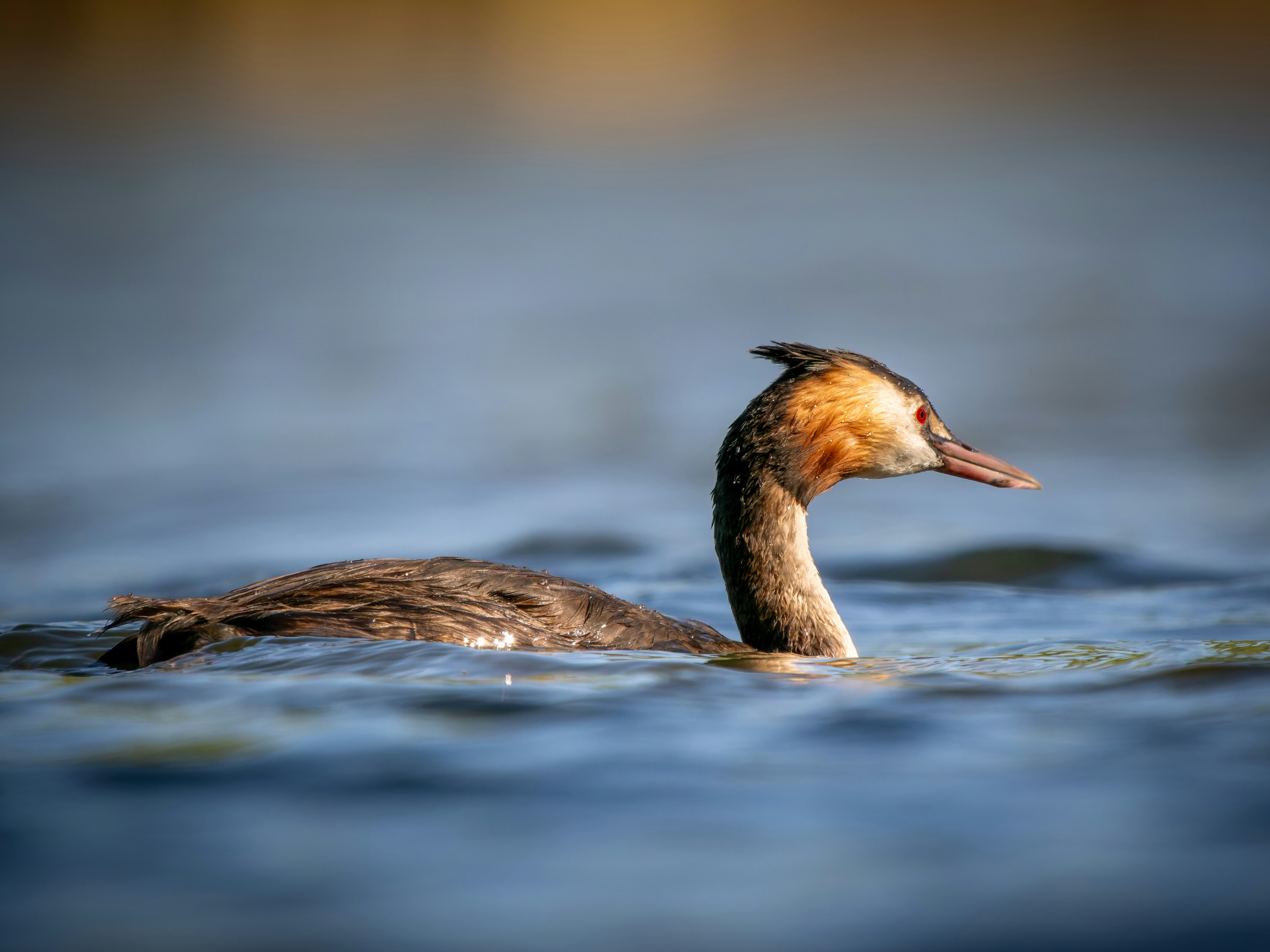A grebe glides through calm water, its head and long neck forming the focal character against a softly blurred blue background. This still captures the bird’s profile with a natural, documentary feel.