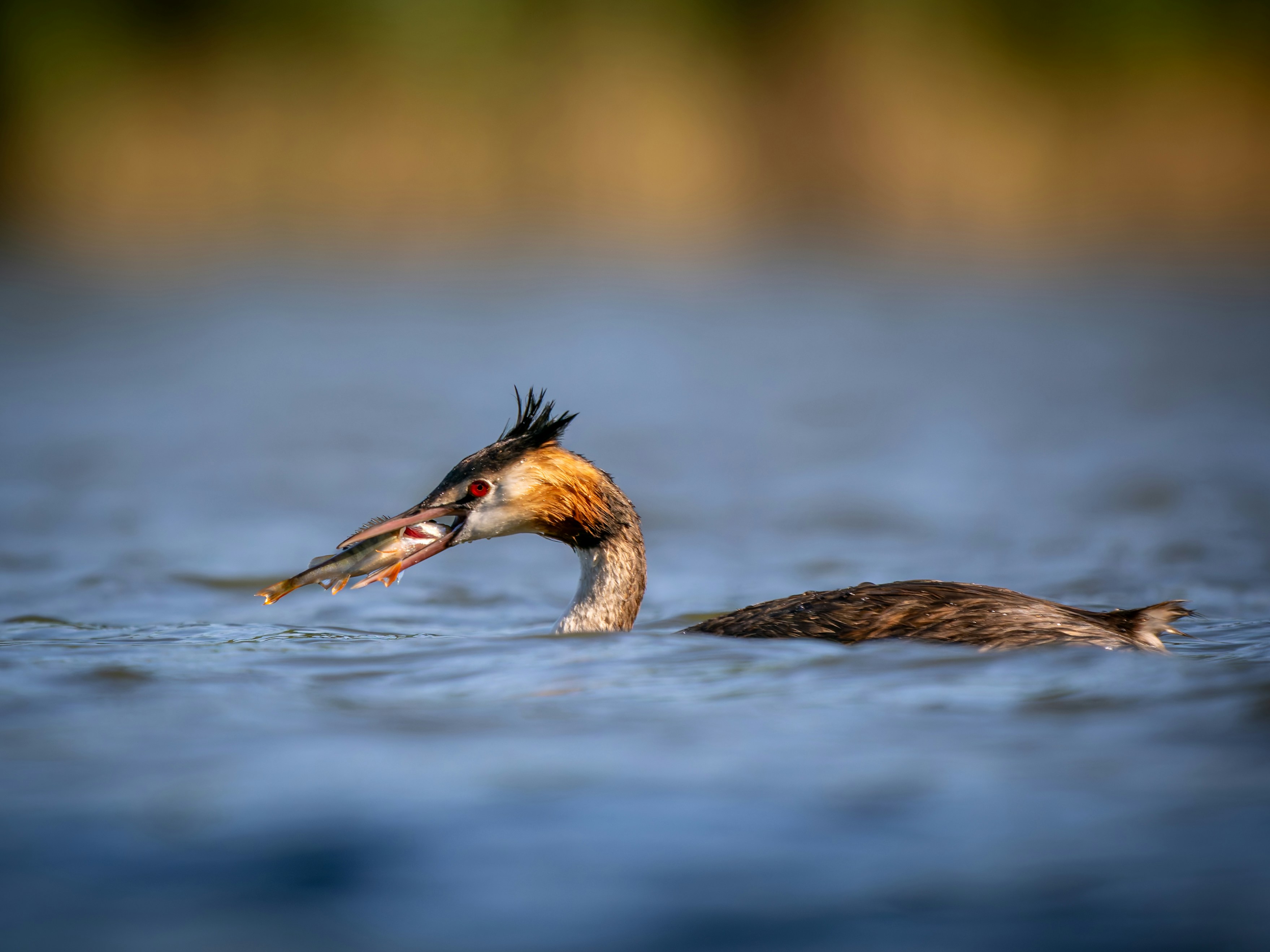 A grebe breaches the calm water with a small fish grasped in its beak; the swimmer’s head and upper body occupy the left-center of the frame, while the blurred shoreline provides a soft backdrop. This still captures a natural moment in a wetland scene.