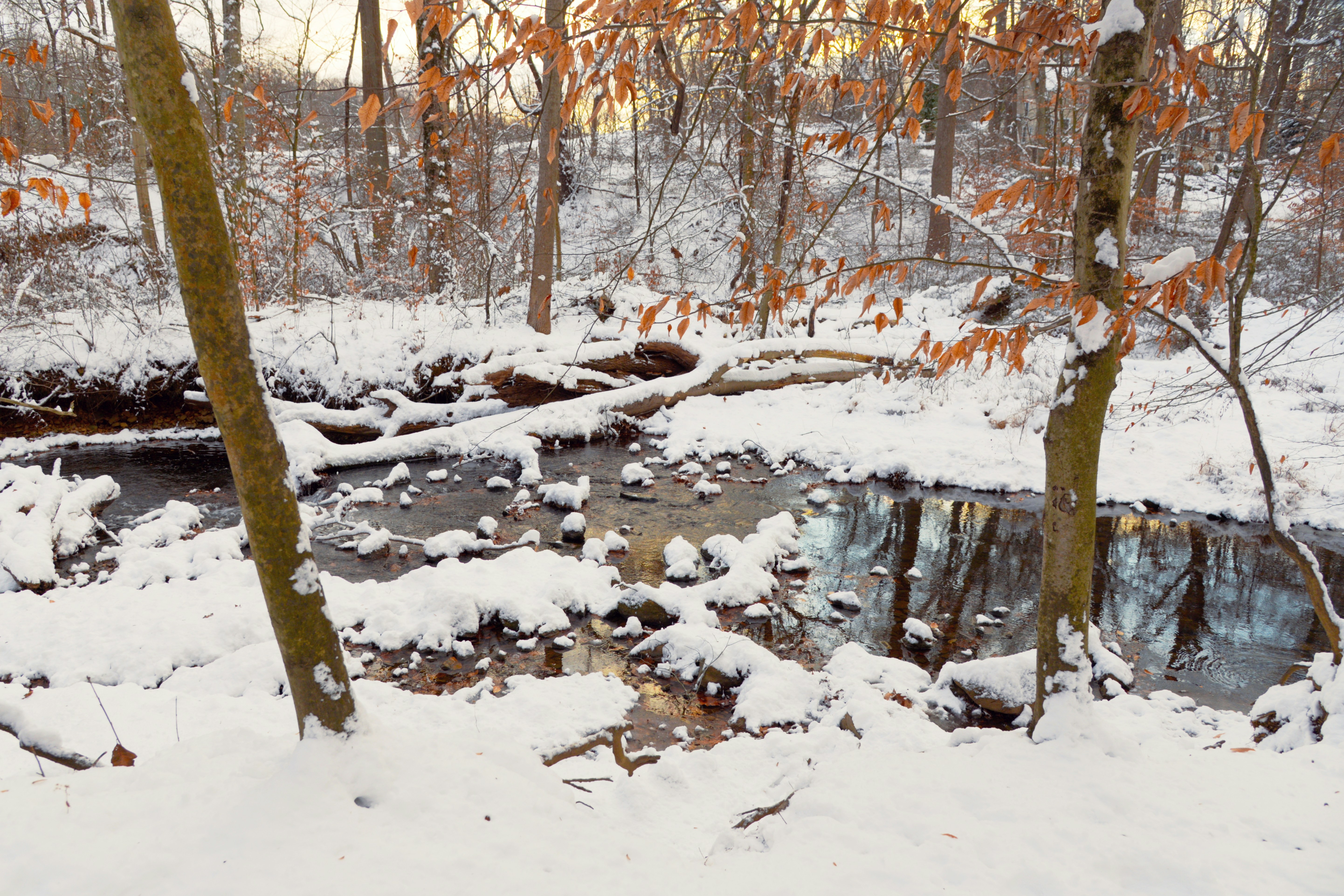Snowbound Streambed Framed by Autumn-Still Trees