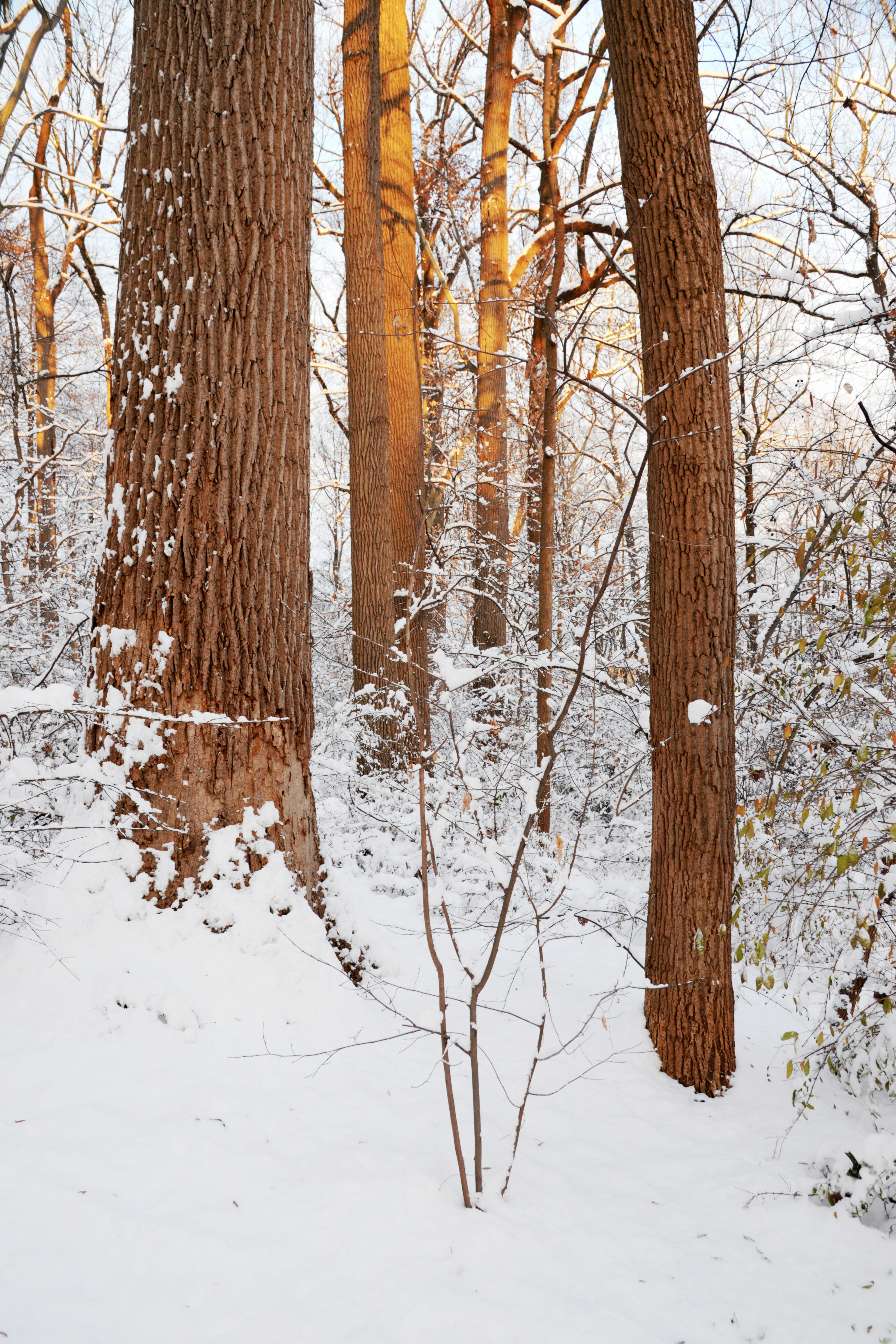 Winter Pines: Sunlit Trunks Through a Snow-Blanketed Forest