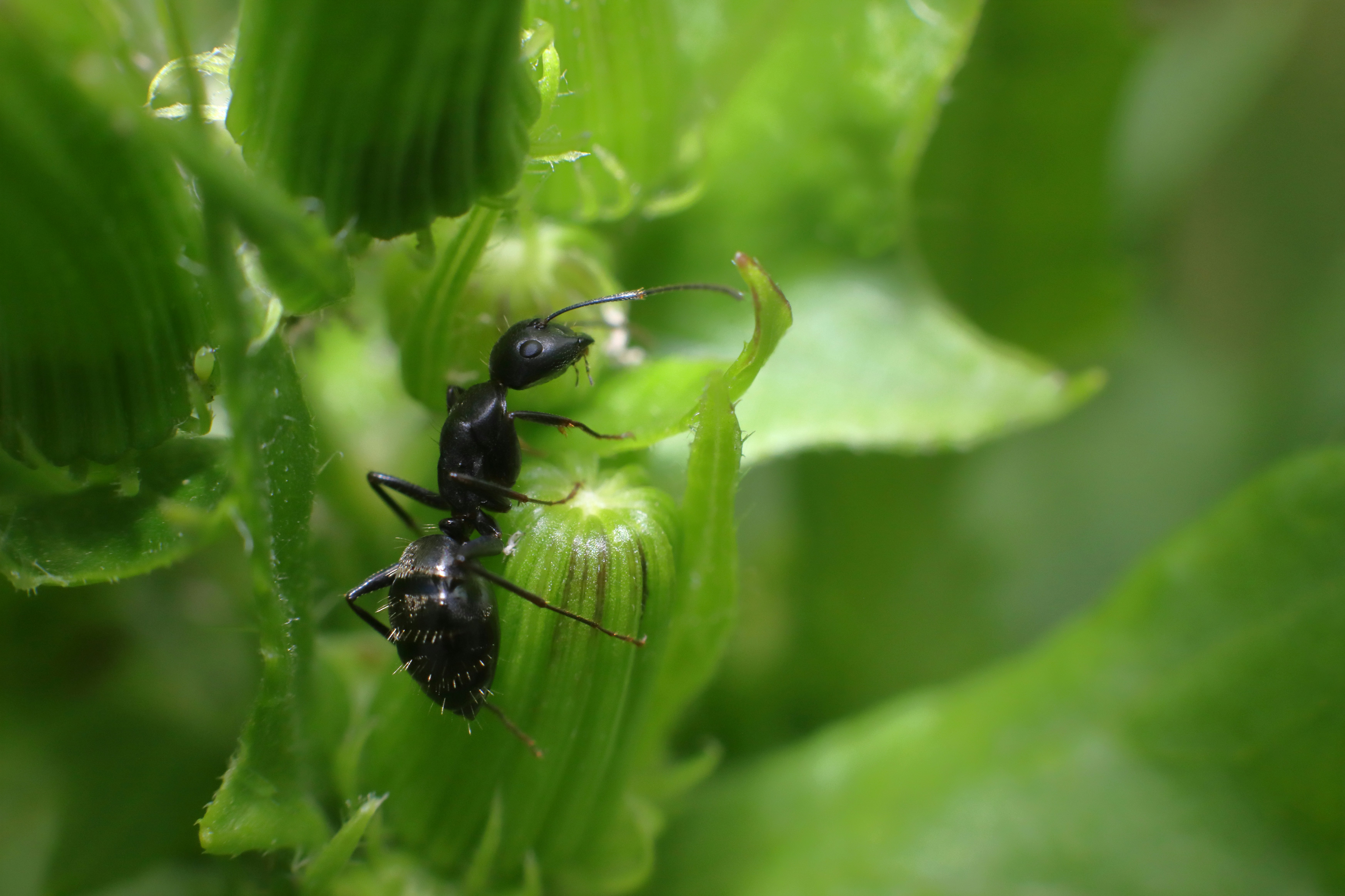 Ant Trail: A Black Ant Clings to a Green Bud in Dense Foliage