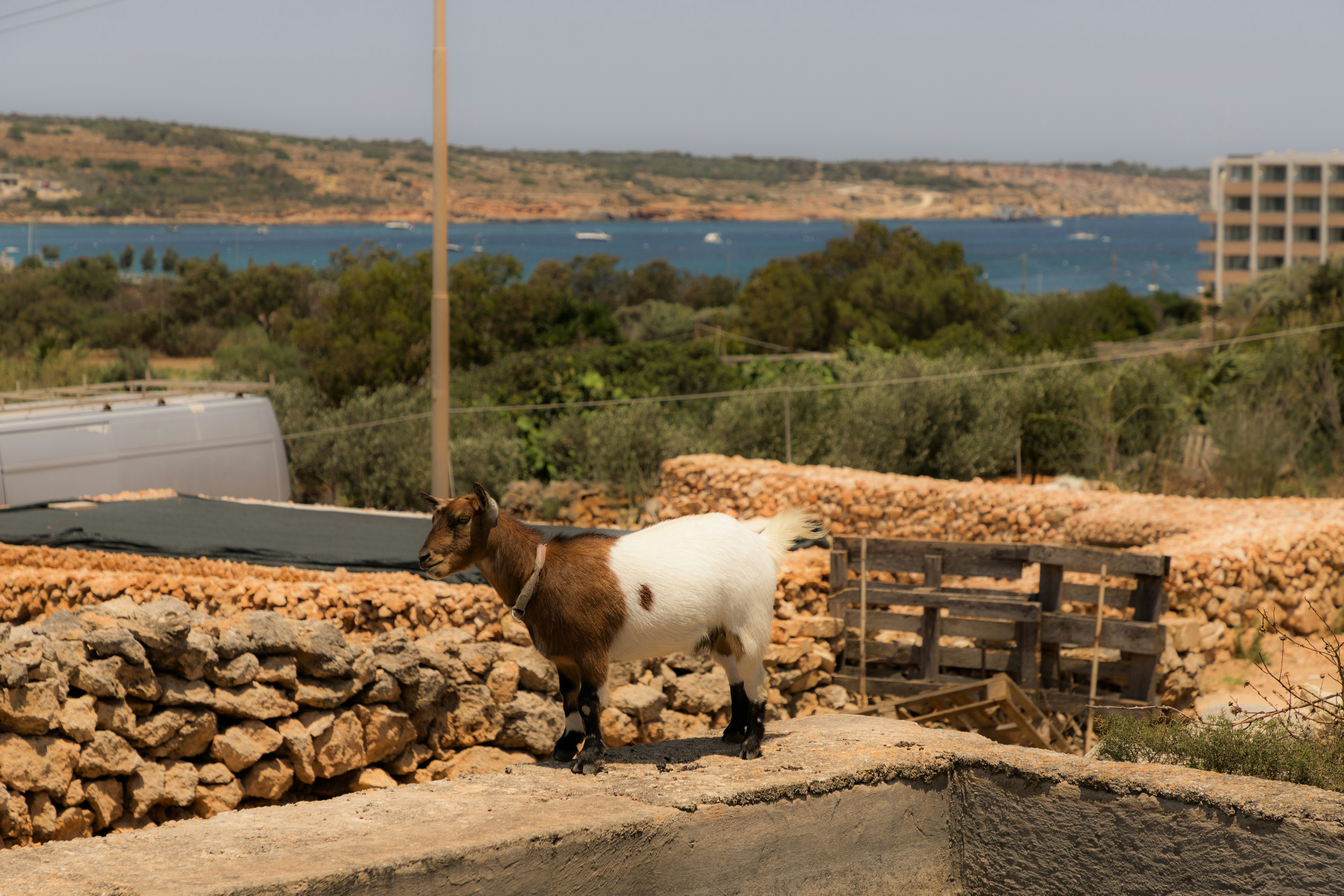 Midday Goat on a Stone Terrace with Sea View