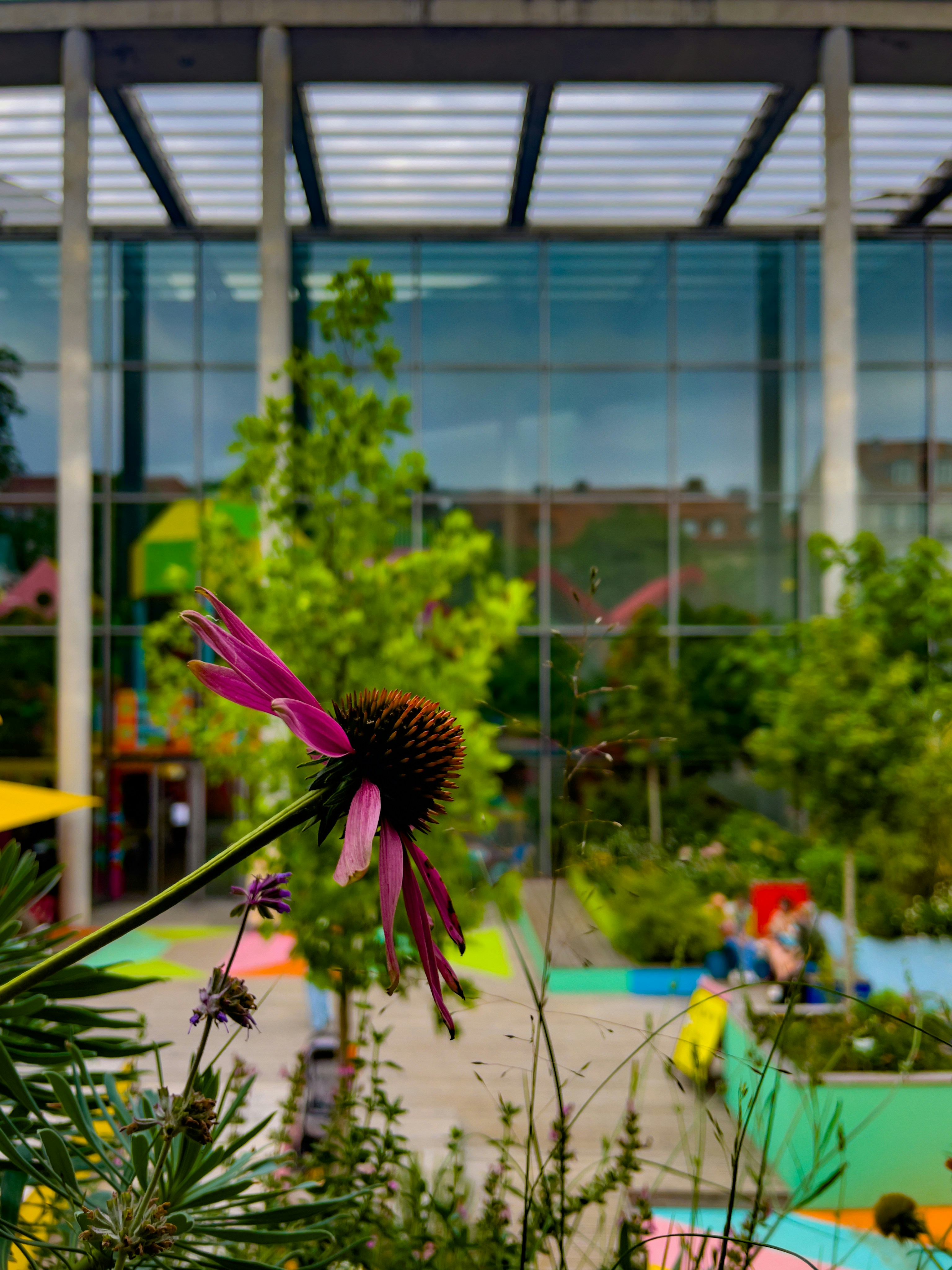 Pink Coneflower in Focus Against a Glassy Public Garden