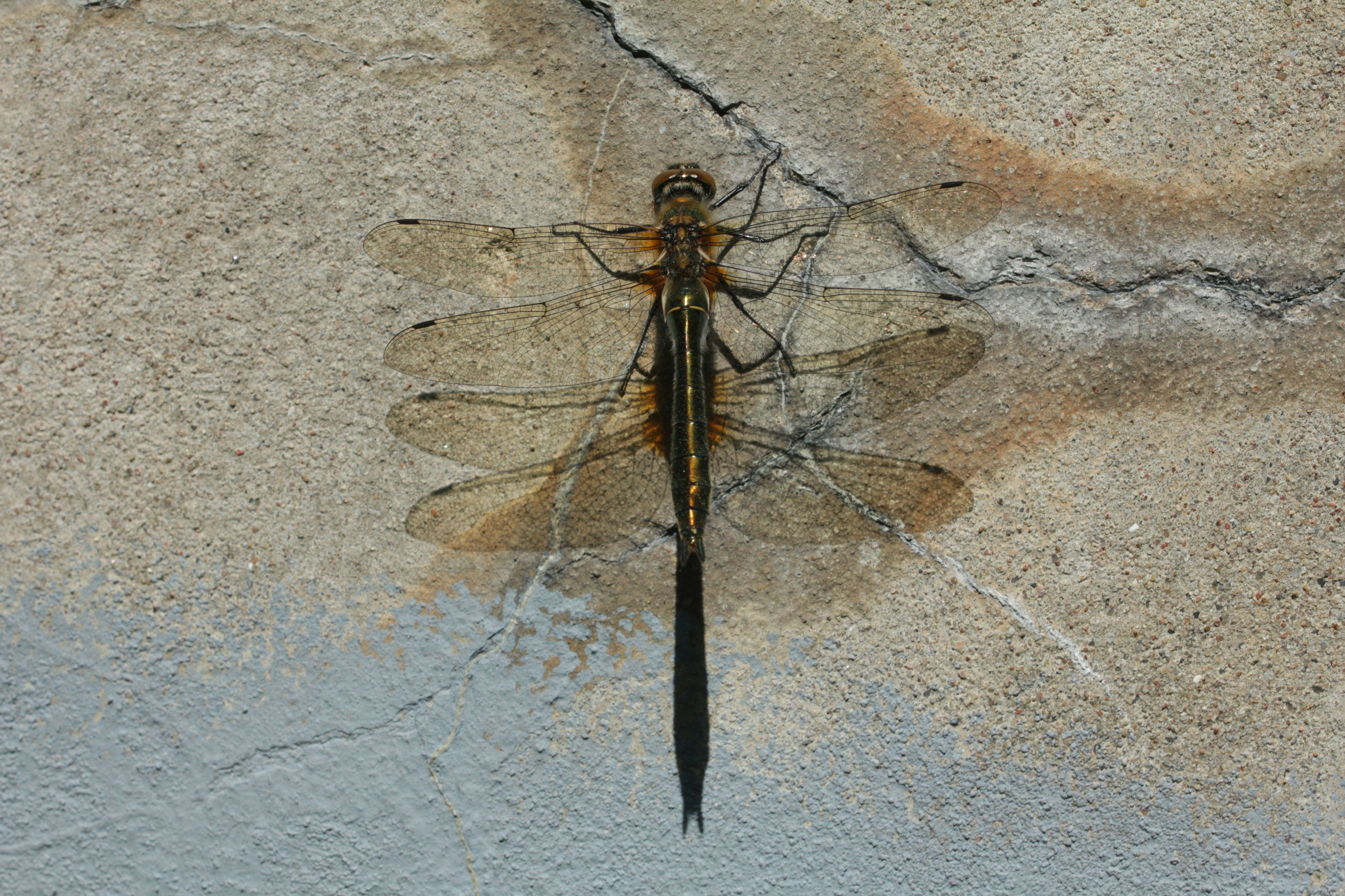 Dragonfly on a Weathered Wall: Delicate Wings and Shadow Play
