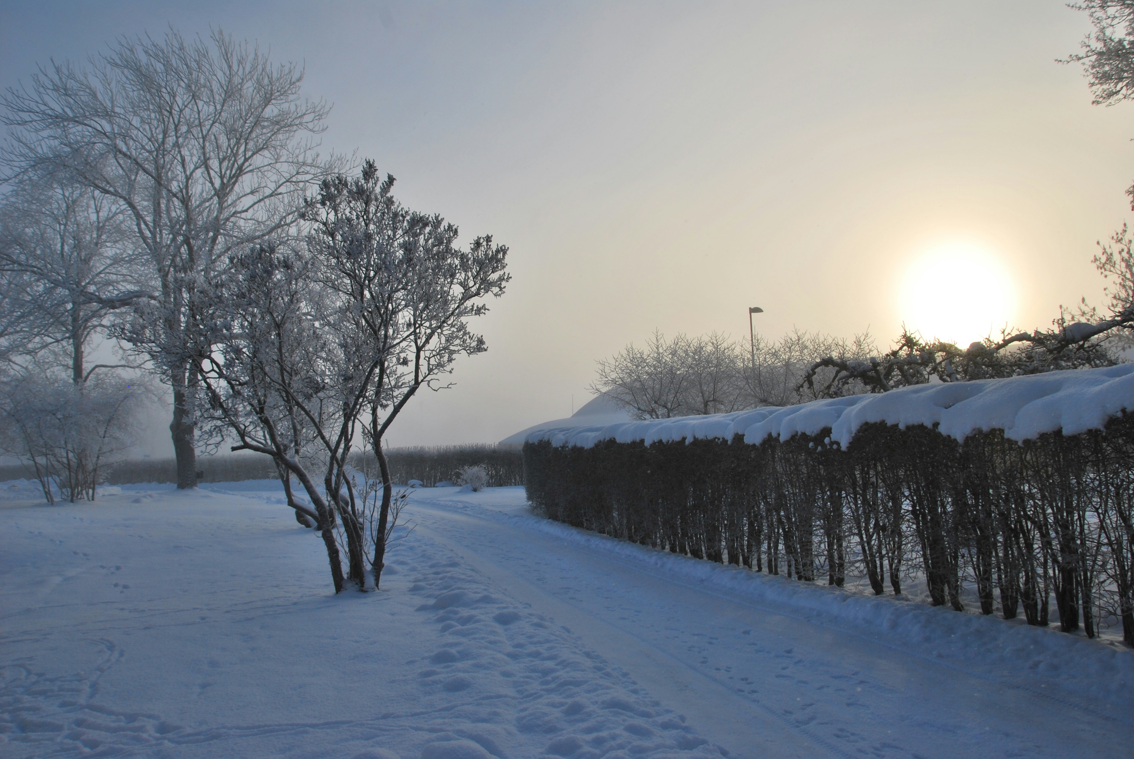 Sunlit Path Through Quiet Snow