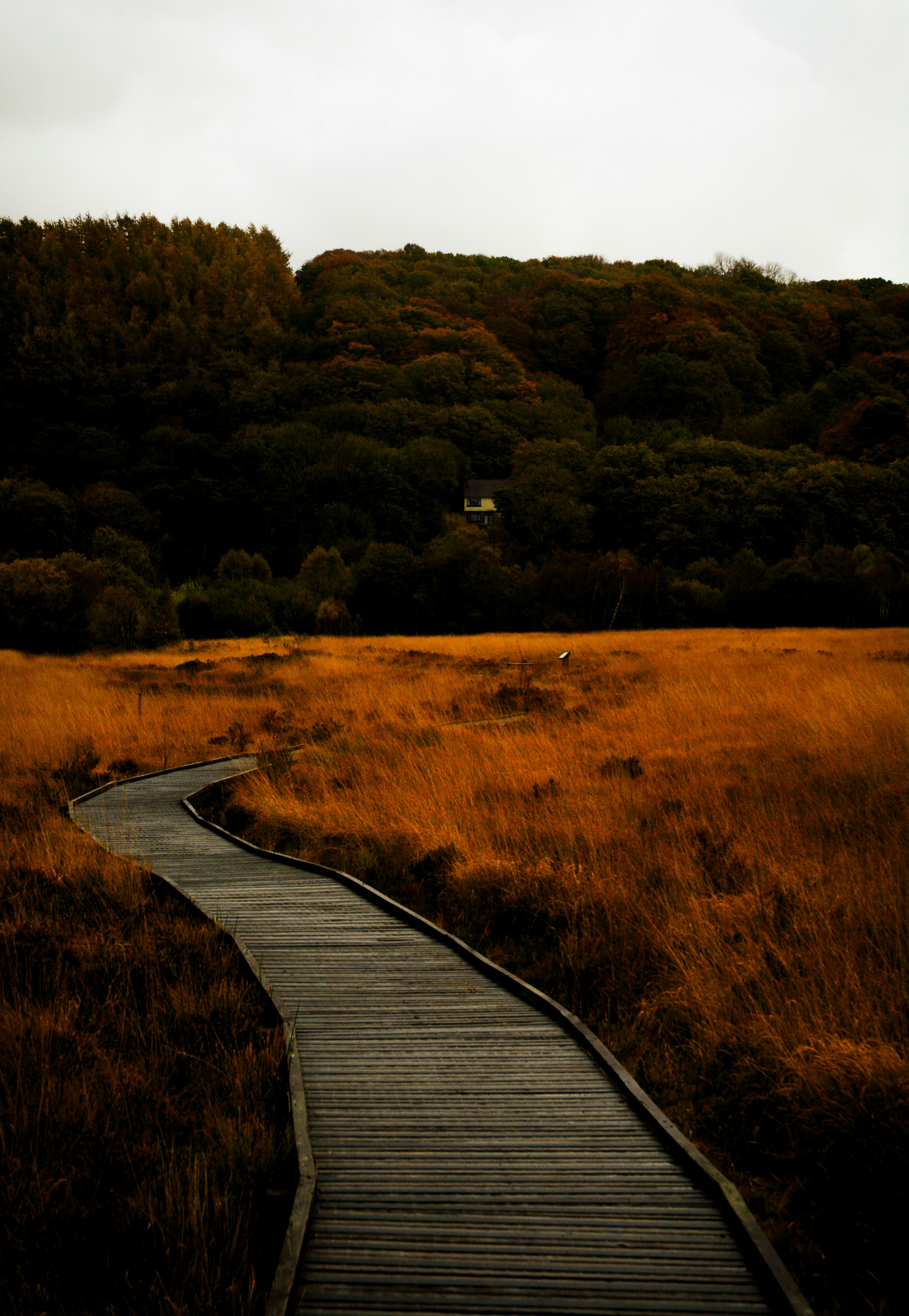 Curved Boardwalk Through Autumn Grassland Toward a Quiet Forest
