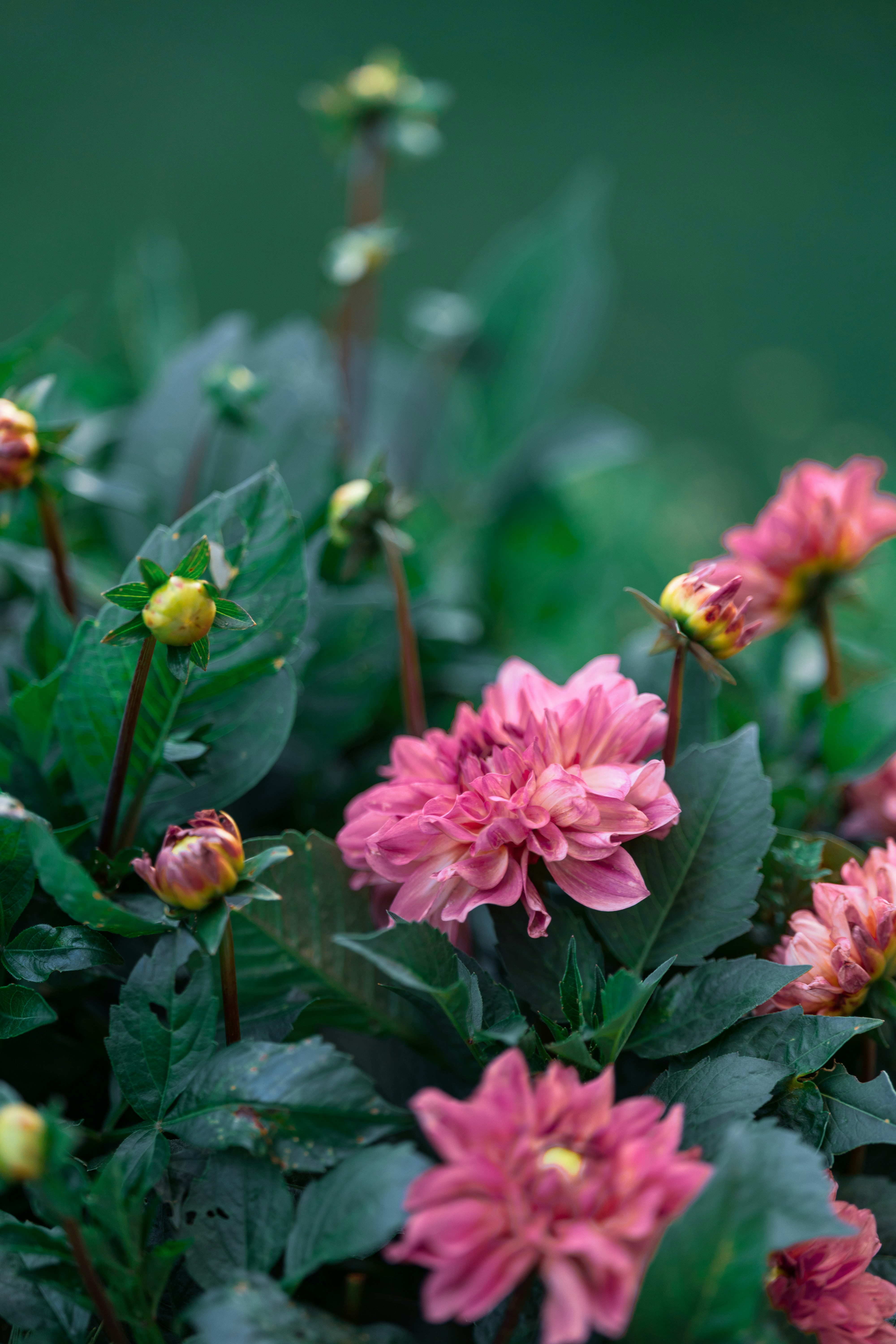 Peony Burst: Soft Pink Blossoms Amid Deep Green Foliage