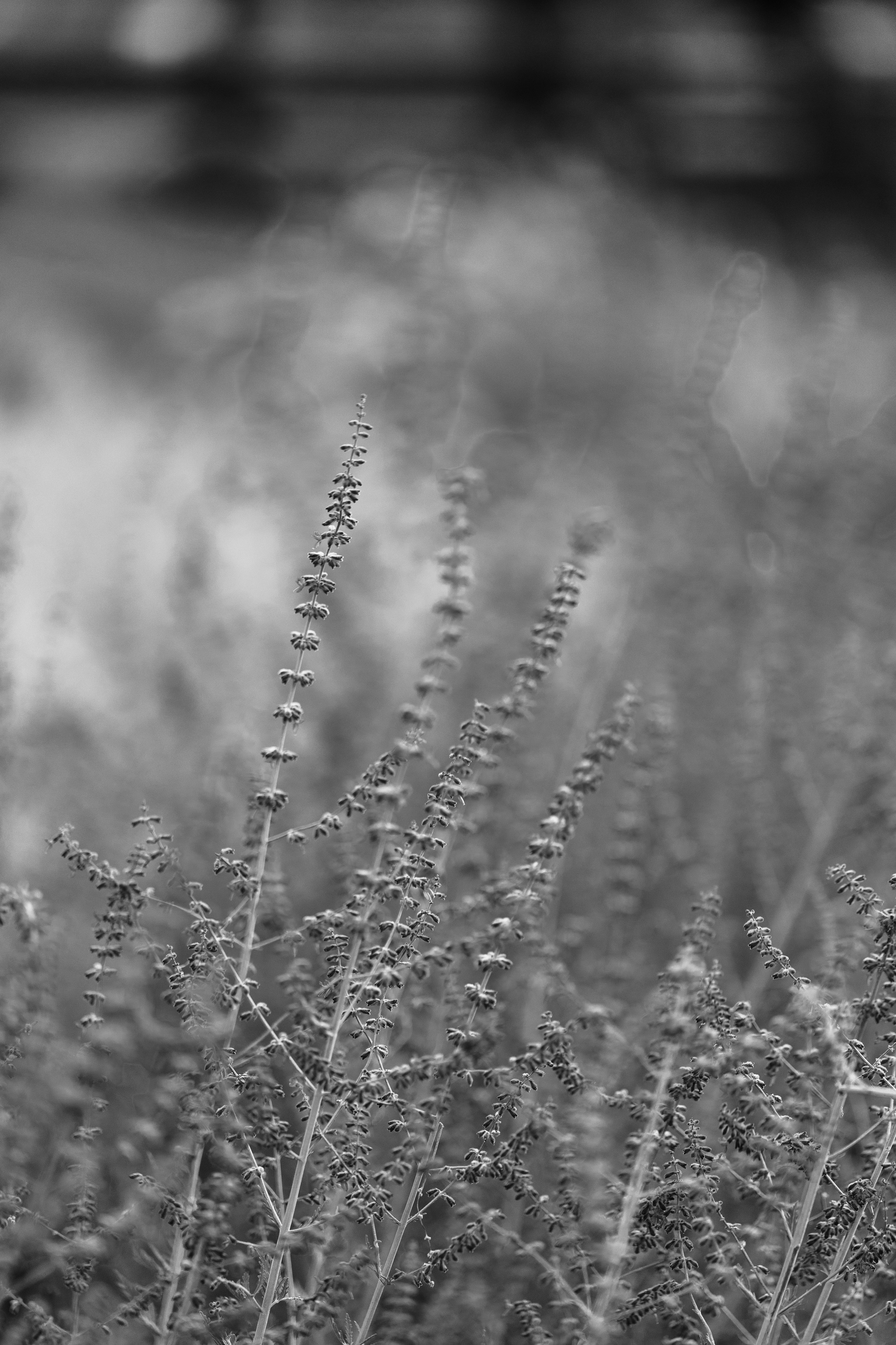 Whispers of Lavender in Soft Focus