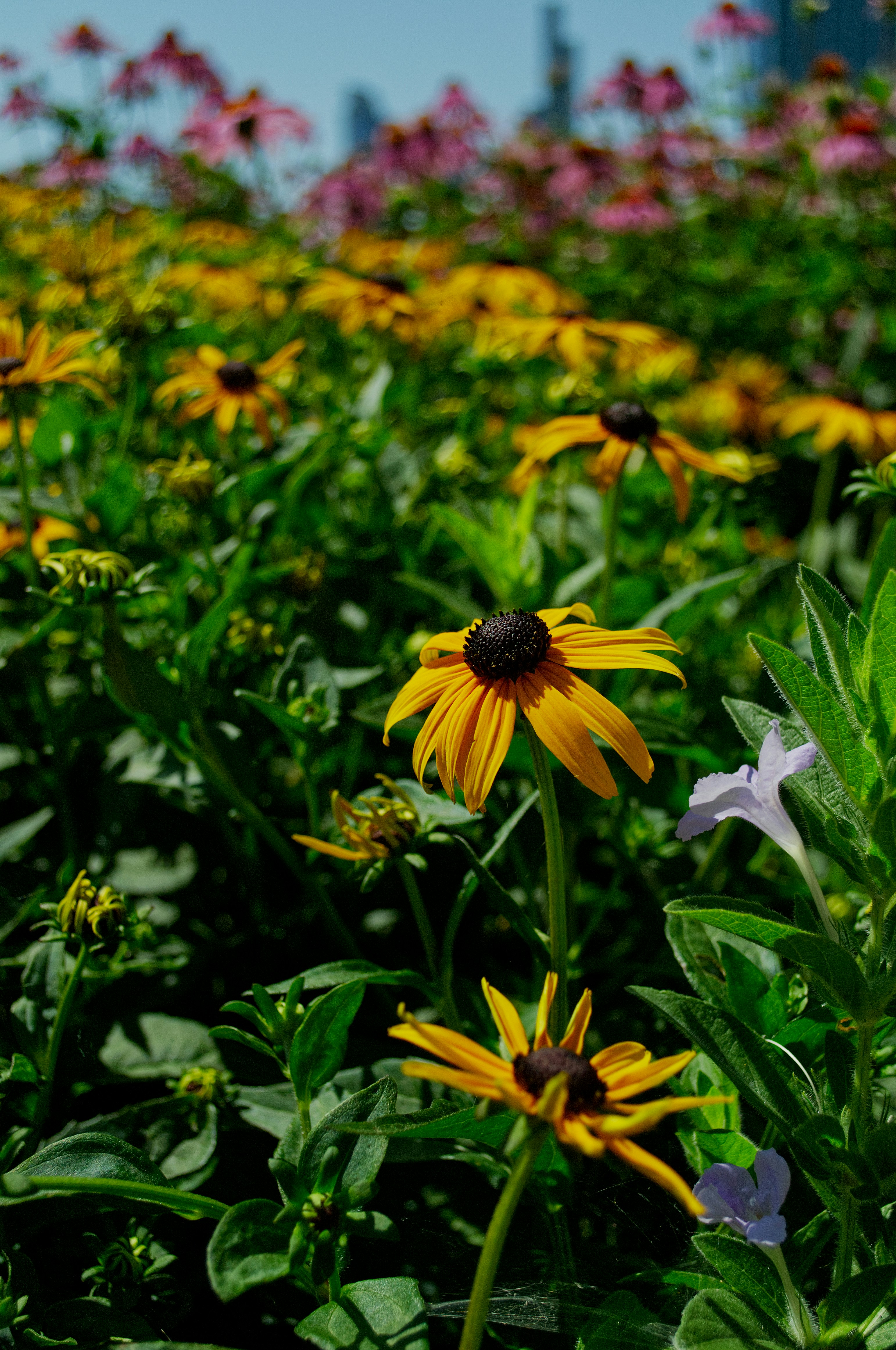 Golden Field in Focus: Central Black-Eyed Susan Blooming Amid Greenery