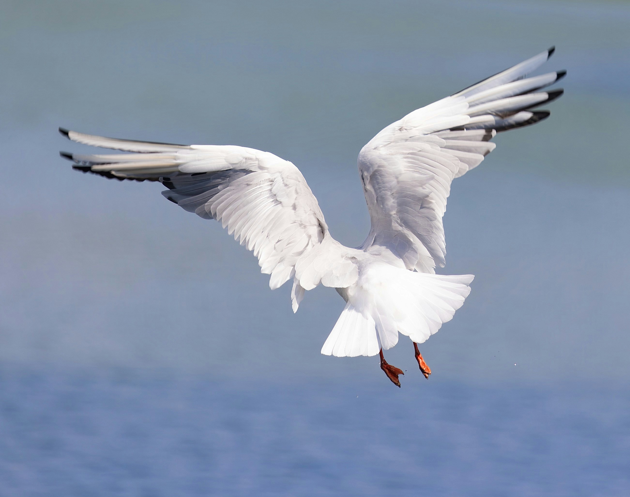 Mid‑air Silhouette: White Gull Against Blue Water