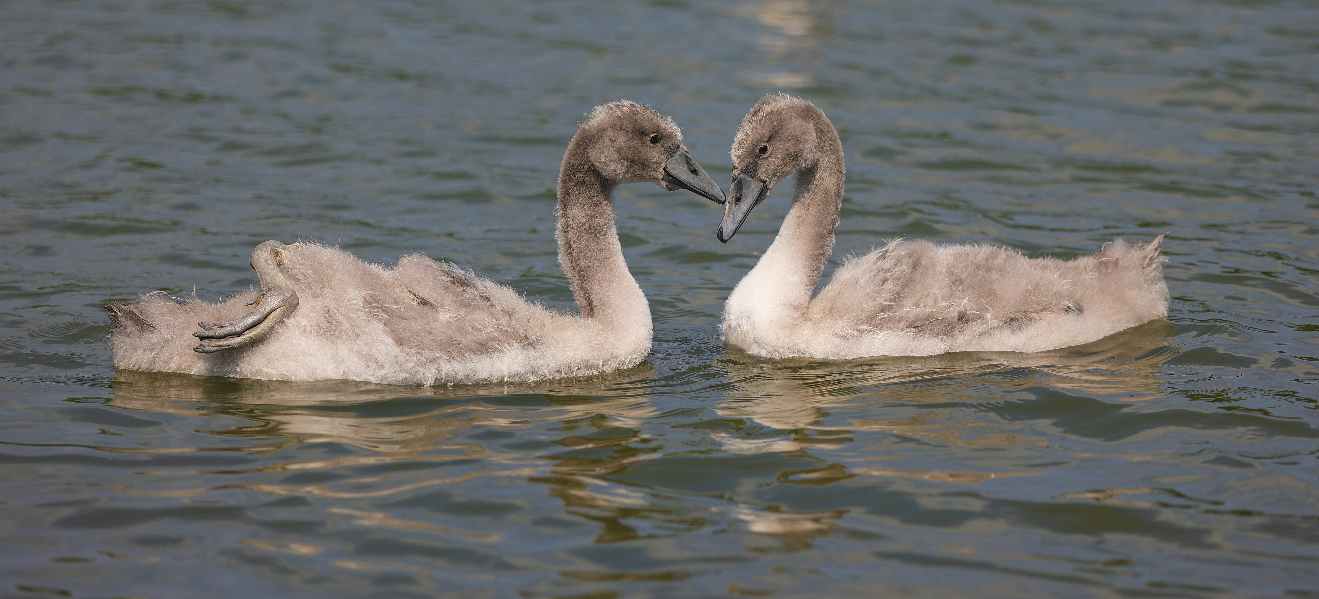 Couple of Swans Meet on Quiet Water