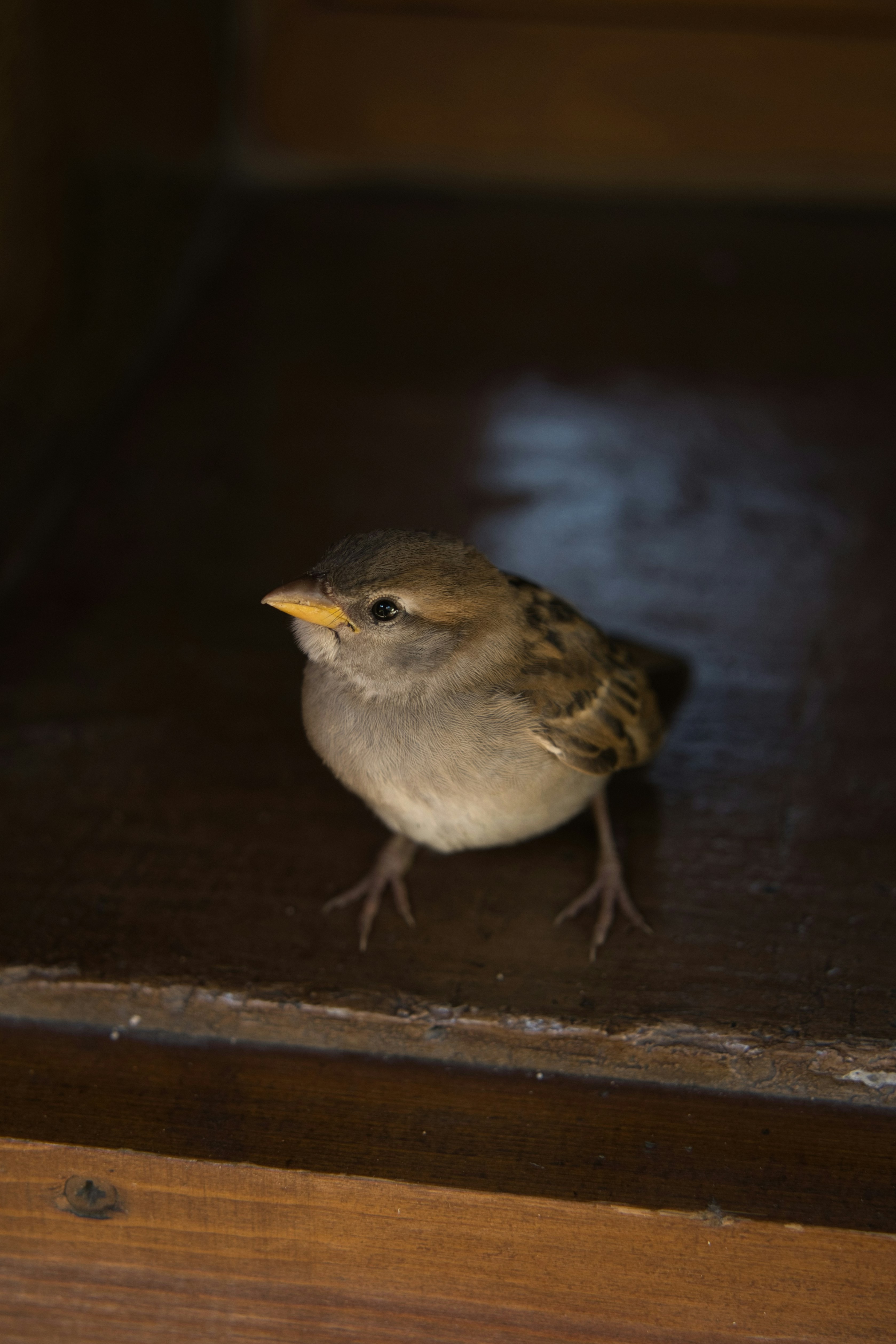 Tiny Ground Performer: A Downy Songbird in Low Light