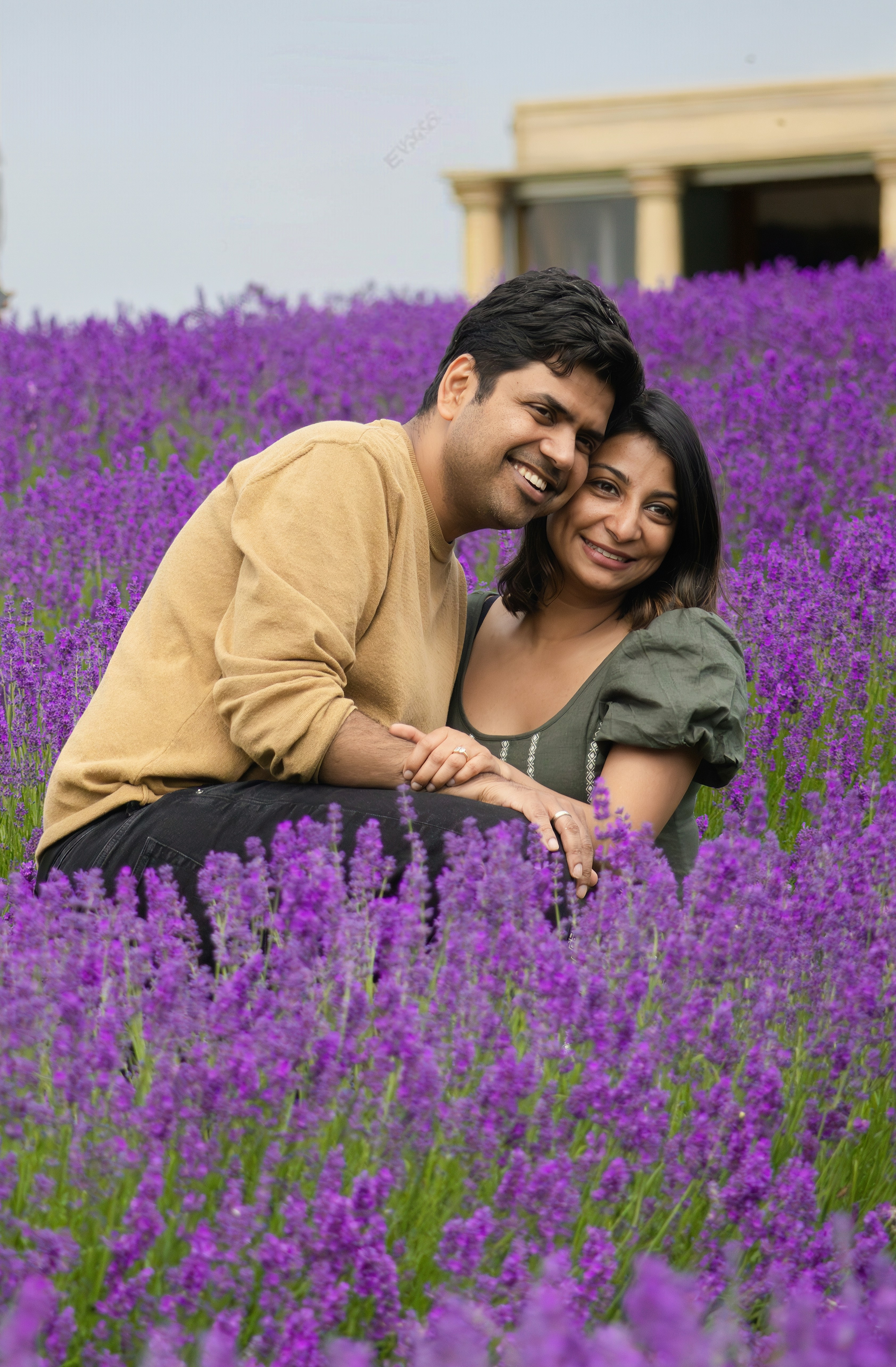 Lavender Embrace: A Pair in Bloom