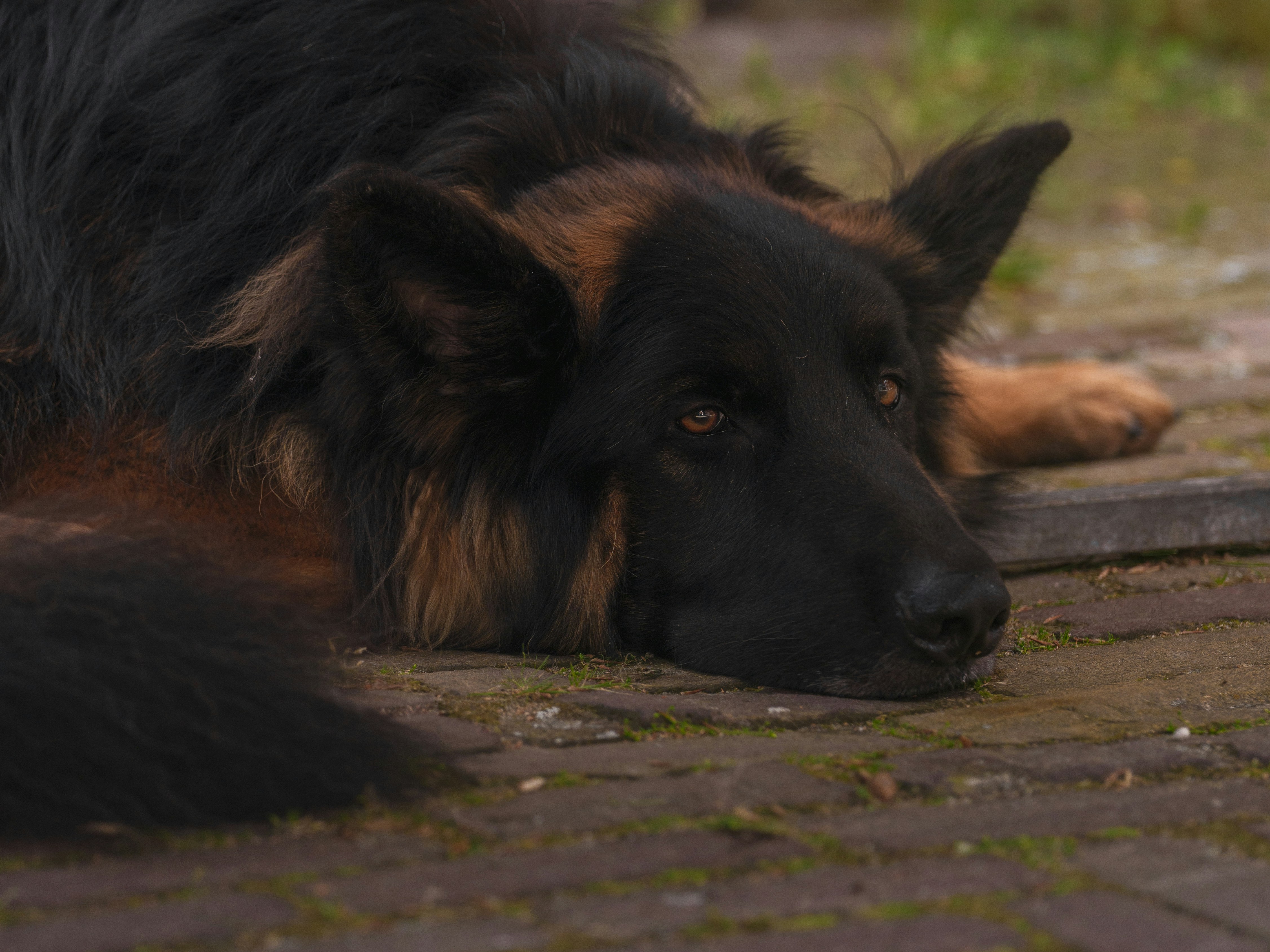 Relaxed Sentinel: a German Shepherd Resting on Sun-Warmed Brick