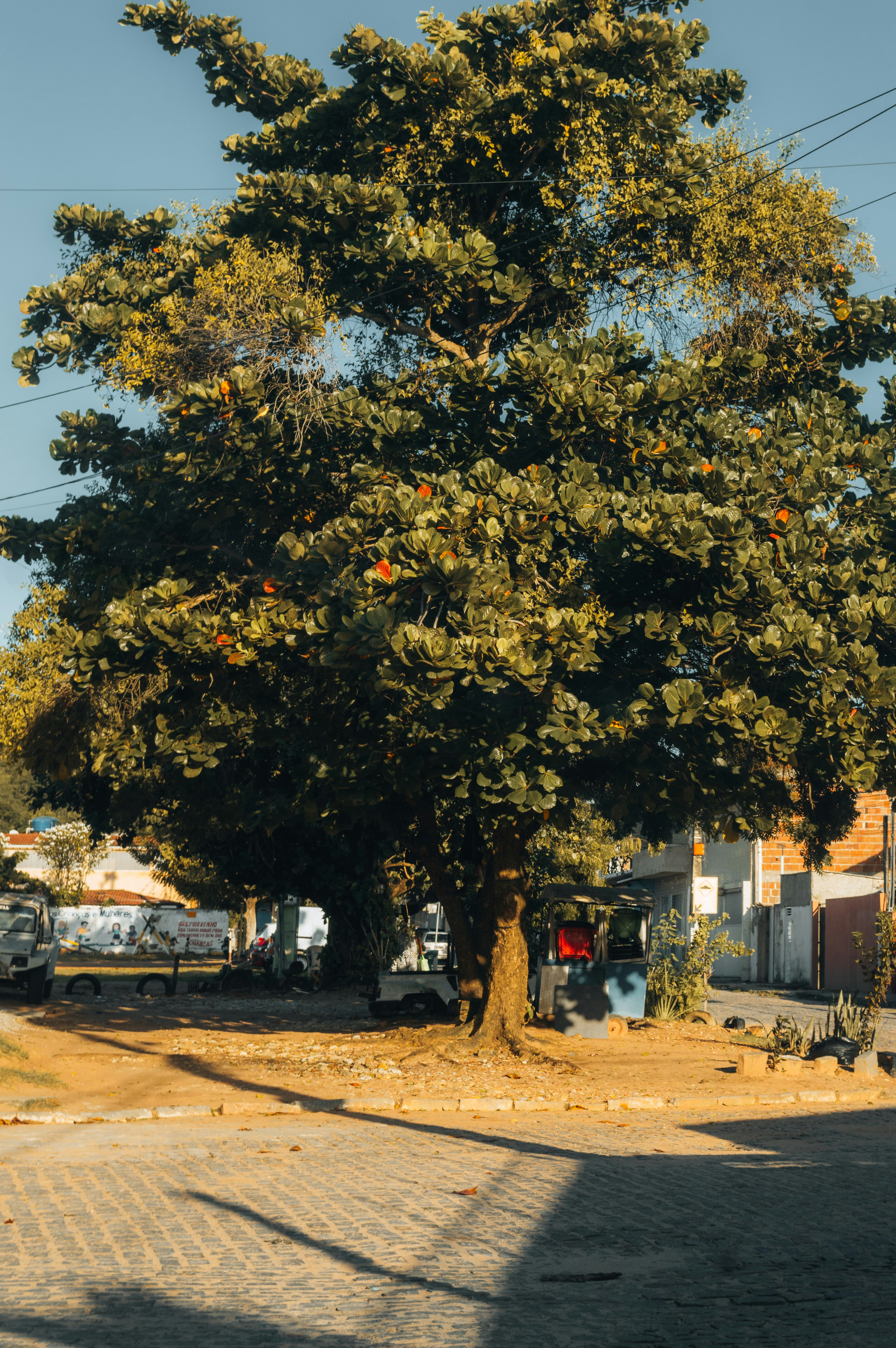 Sunlit Magnolia Crown: A Street-Side Tree in Late Afternoon
