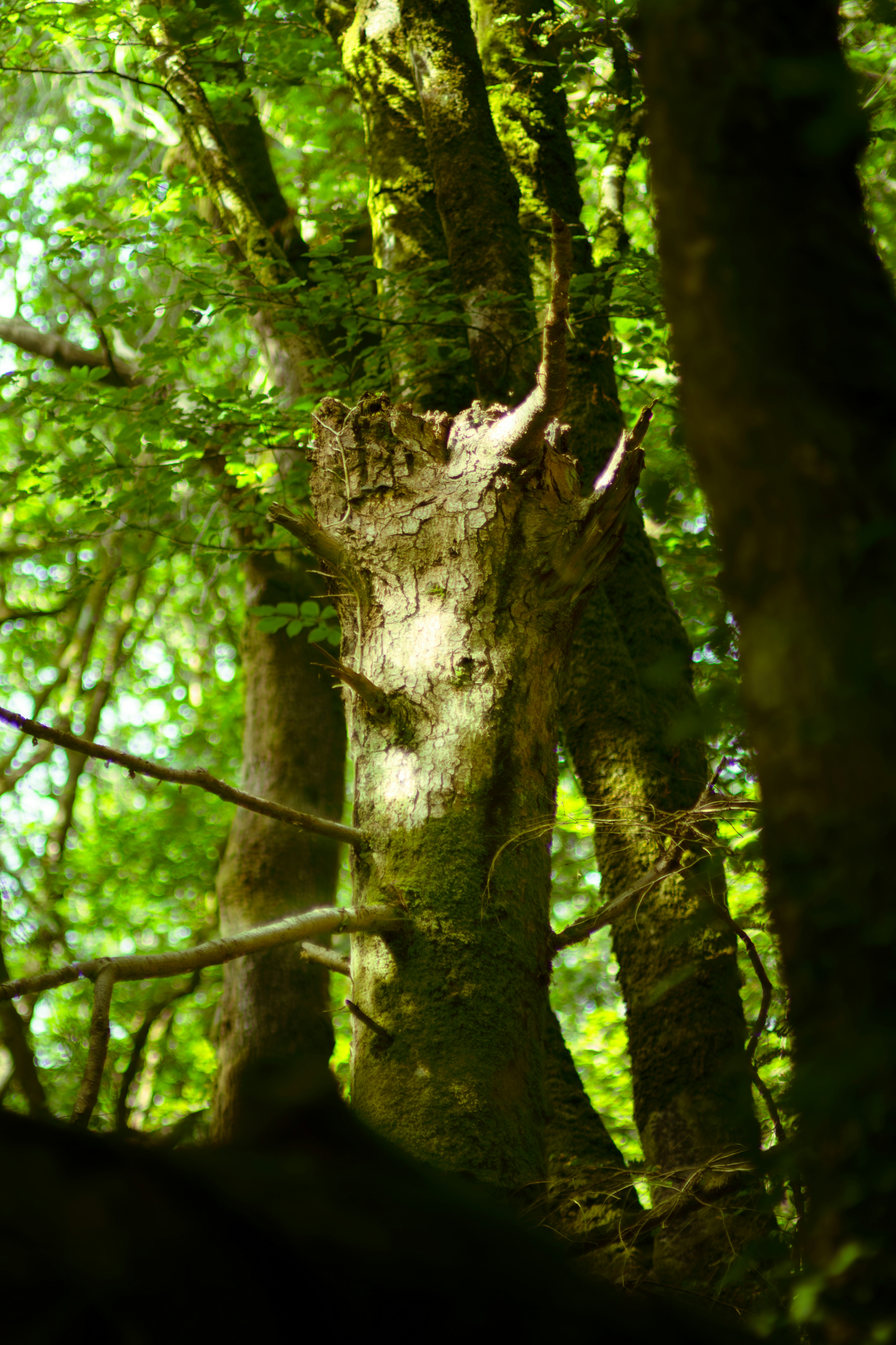 Sunlit Gnarled Trunk Rising Through a Verdant Forest